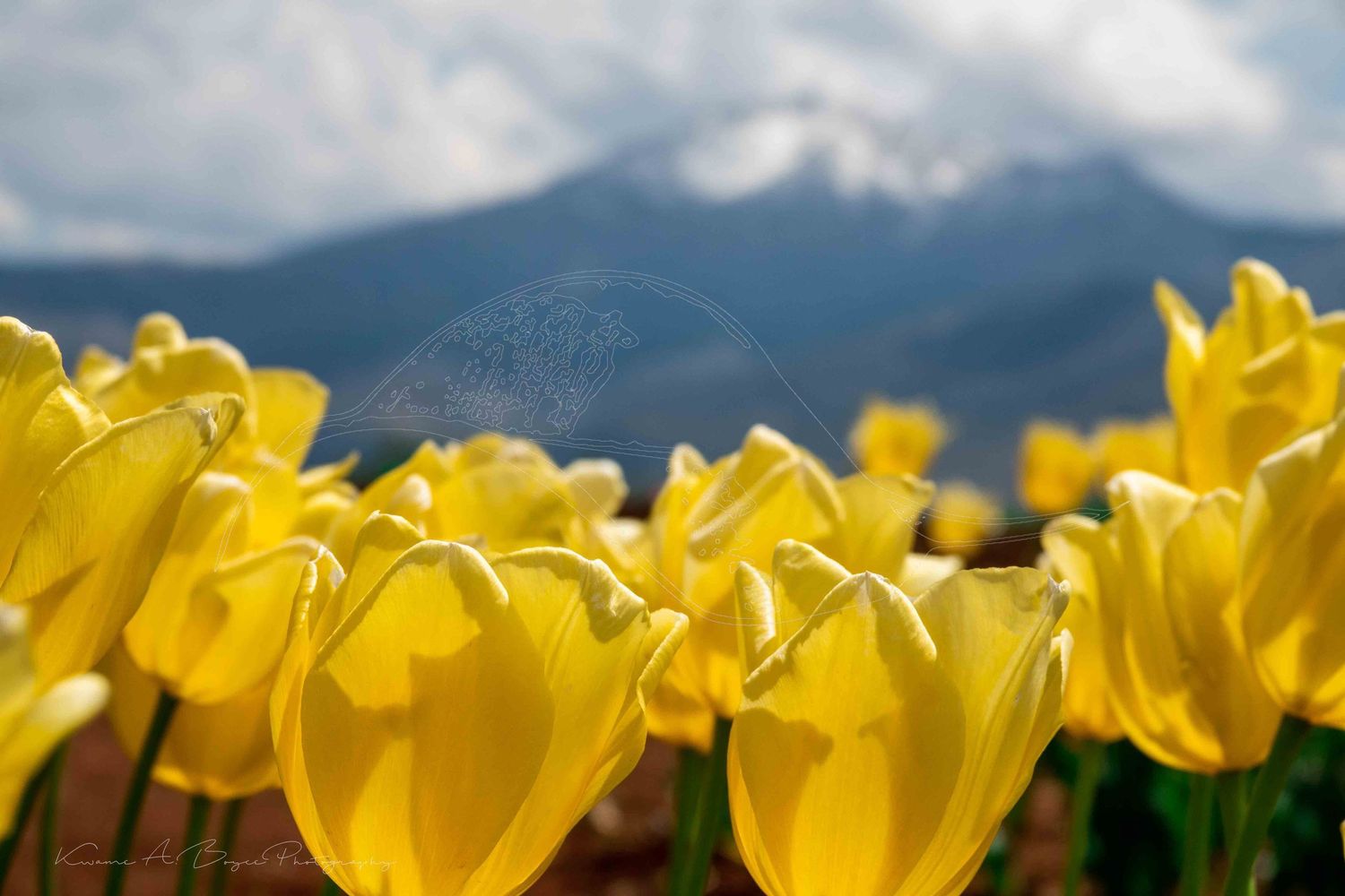 TULIPS FIELD - kwameBphotos