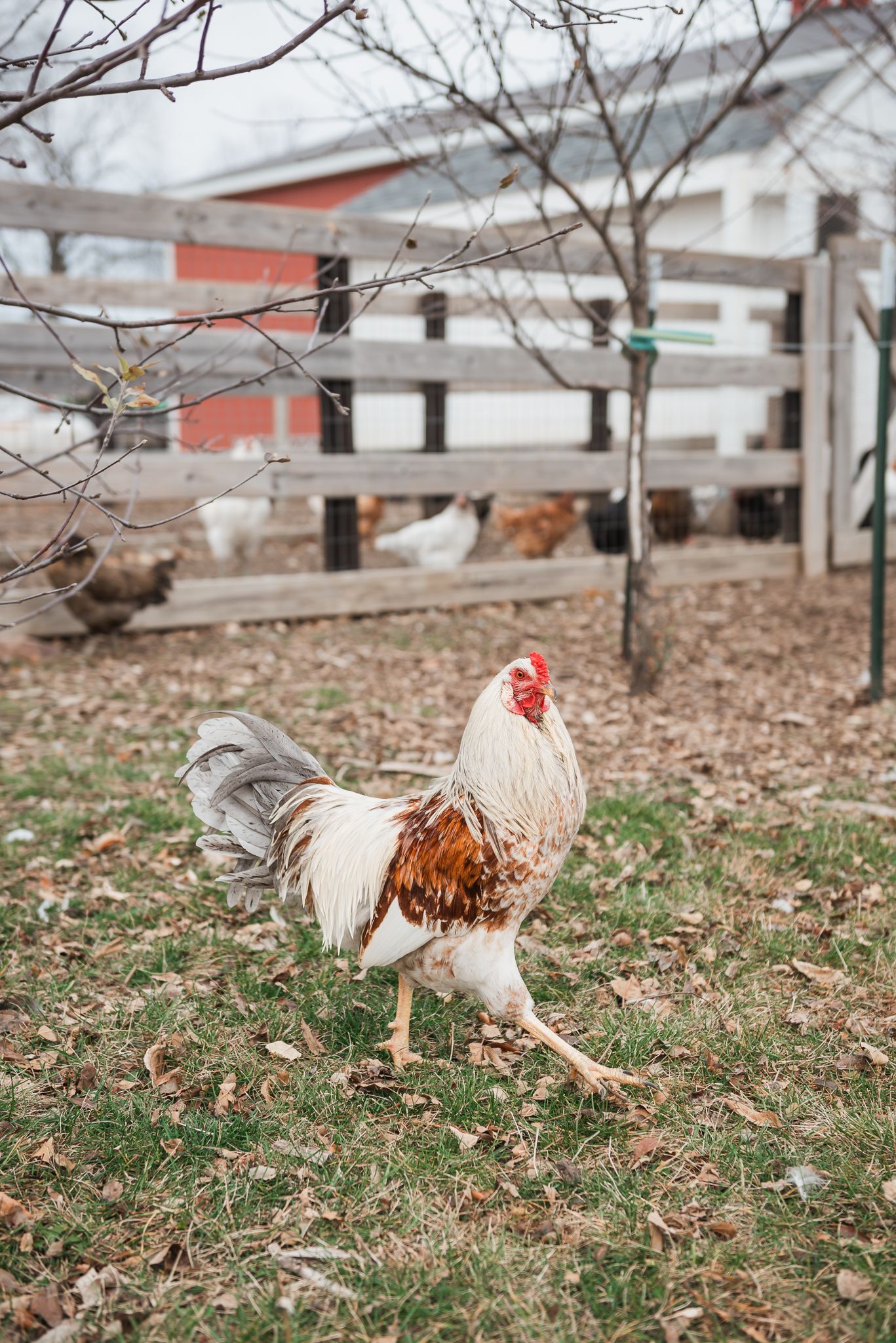 Kicking Off The Holidays At Rose Farm in Norwalk, Iowa - Jill Neil ...