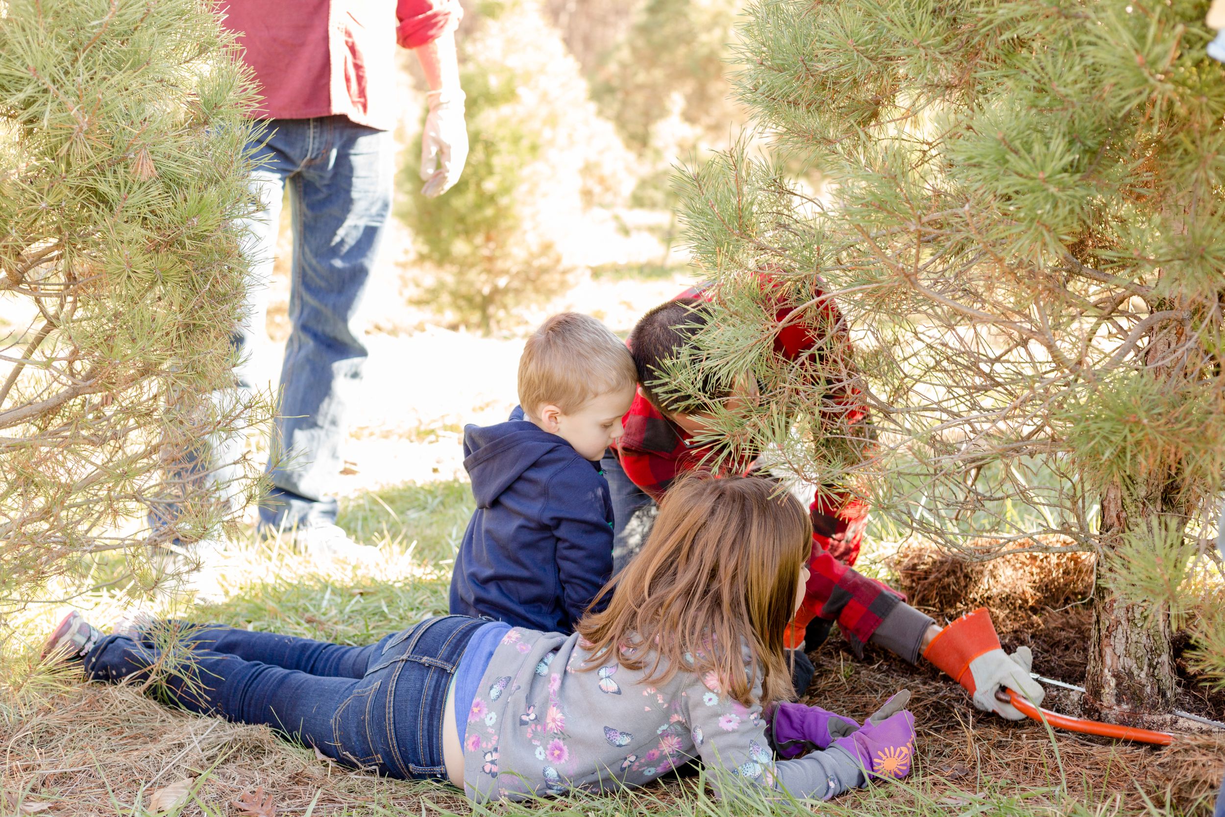 Country Pines Christmas Tree Farm