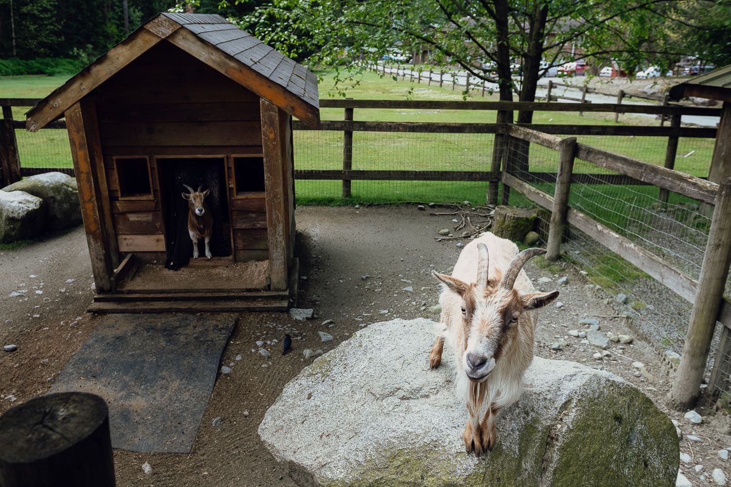 Wedding at a Kids Summer Camp – Zajac Ranch - Ian Harland Photography