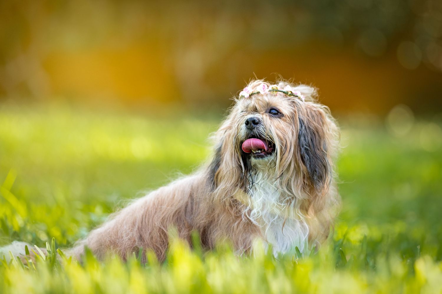 Contact - ANA ABDO FOTOGRAFÍA CANINA