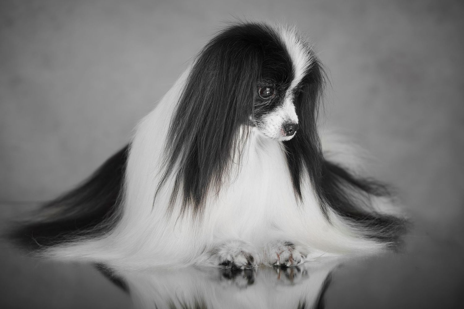 Dog studio - Alex Design - AXD