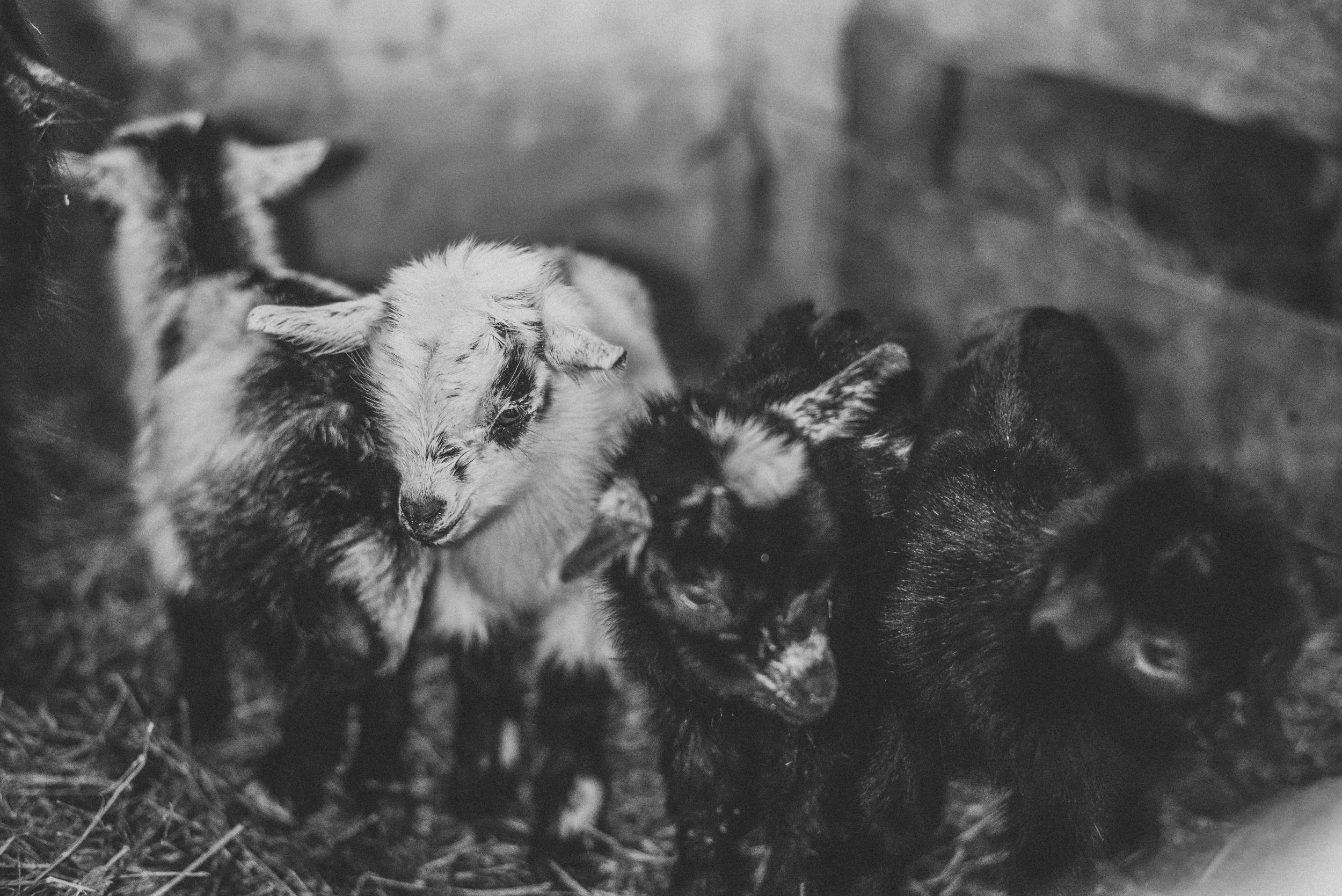 Baby Animals - The Wandering Wolf Imagery