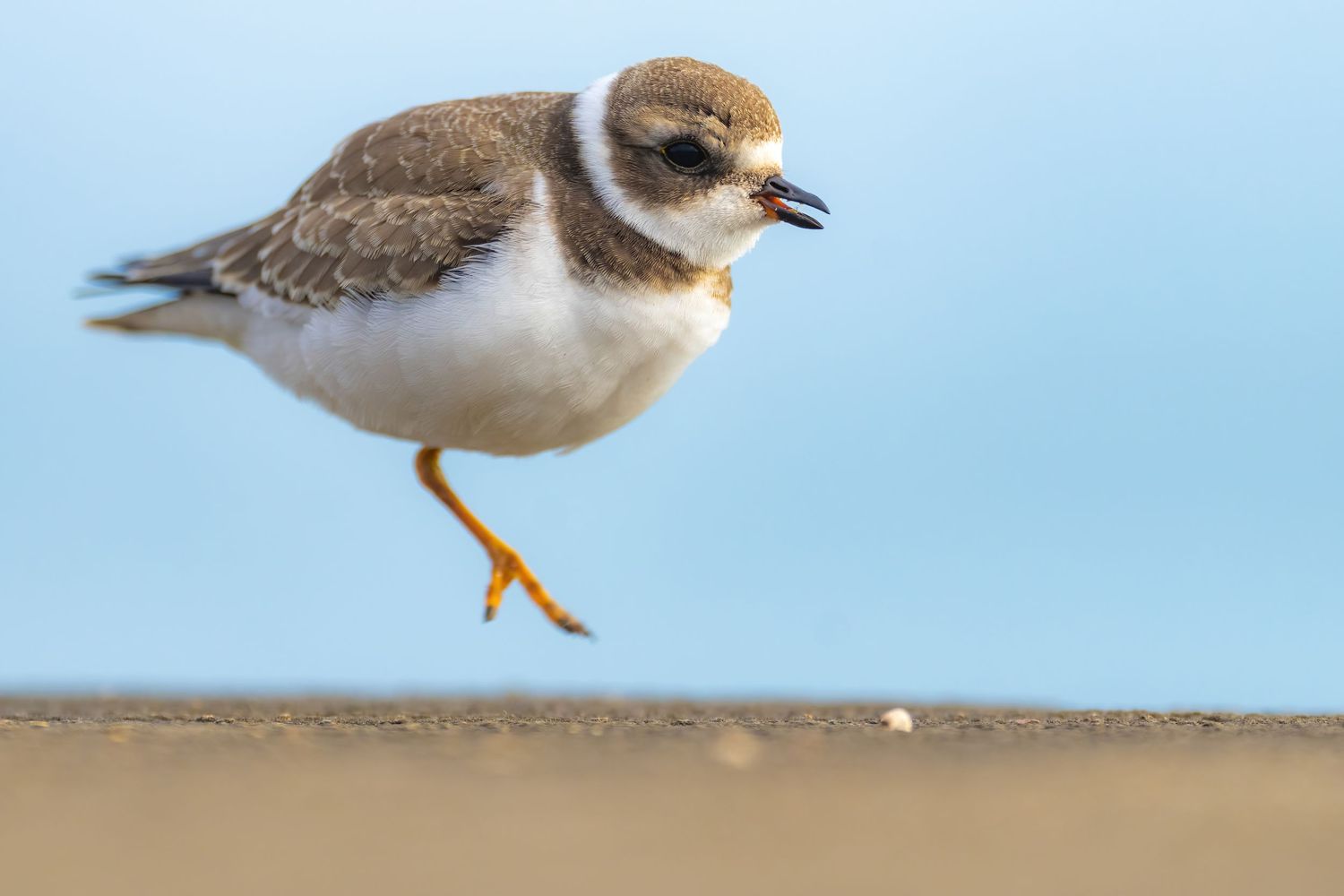 Plover Gallery - Zurotography