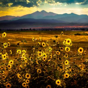 Colorado Born Images