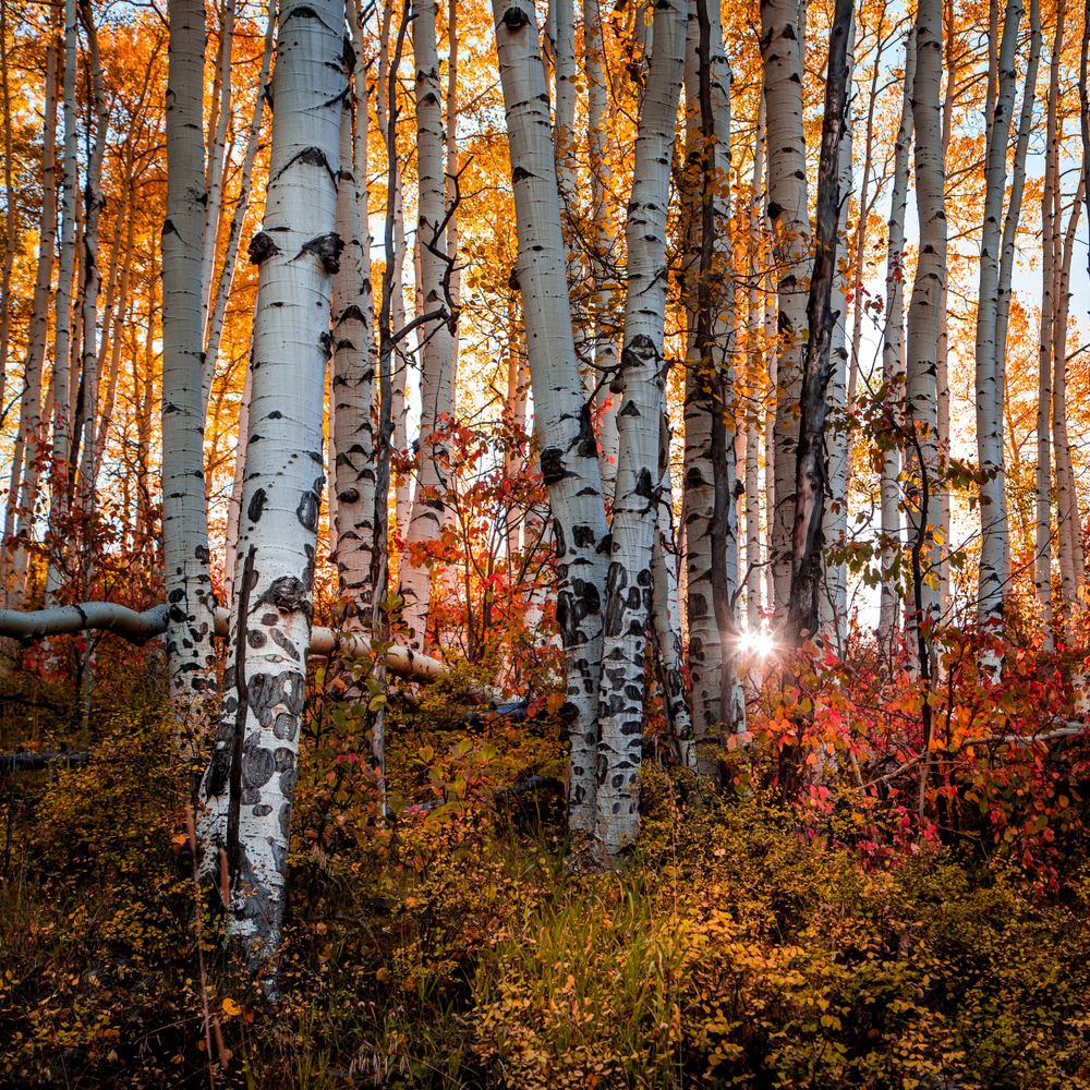 Colorado Born Images