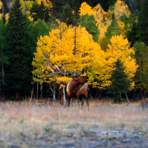 Colorado Born Images