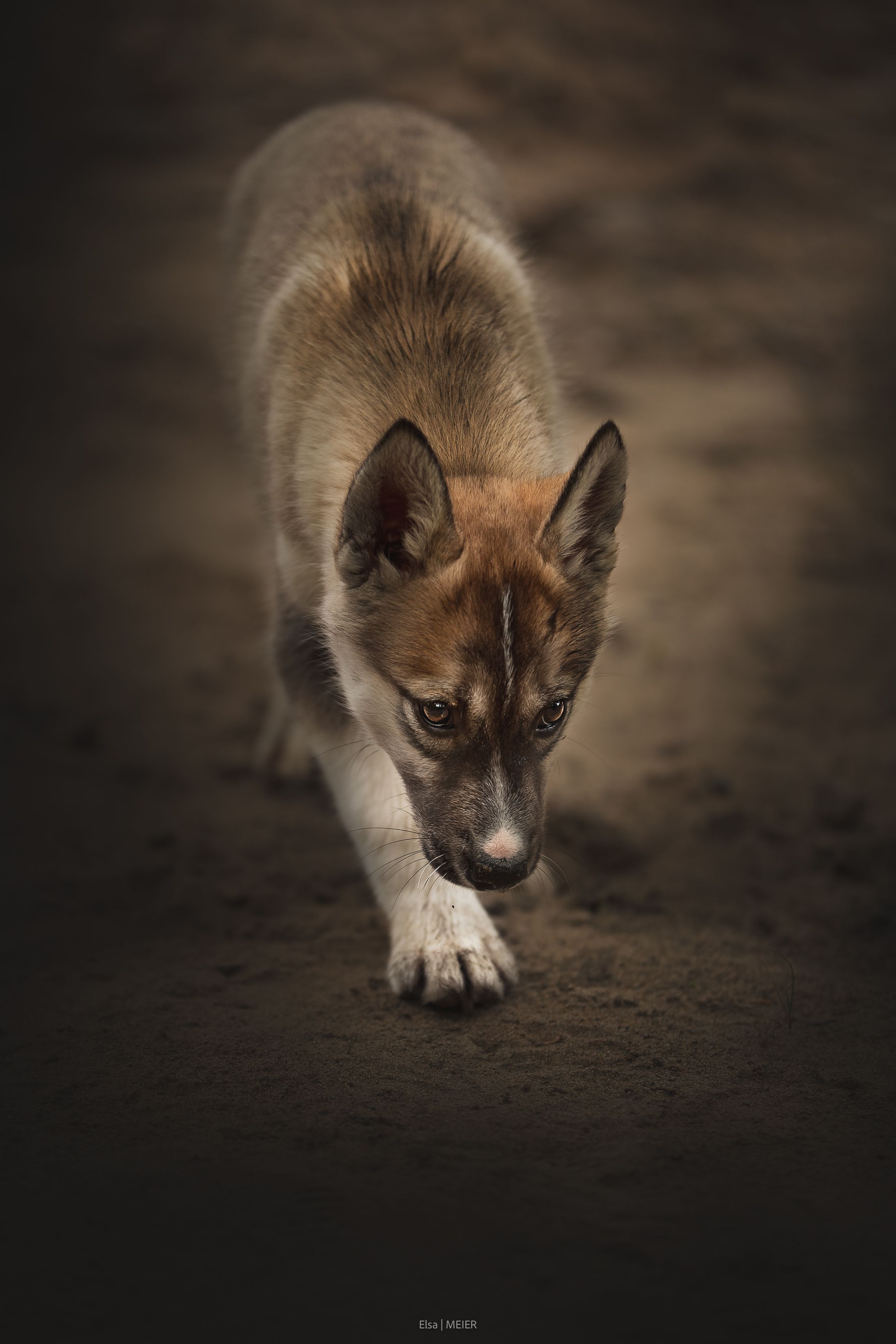 Horses' Art - Elsa MEIER