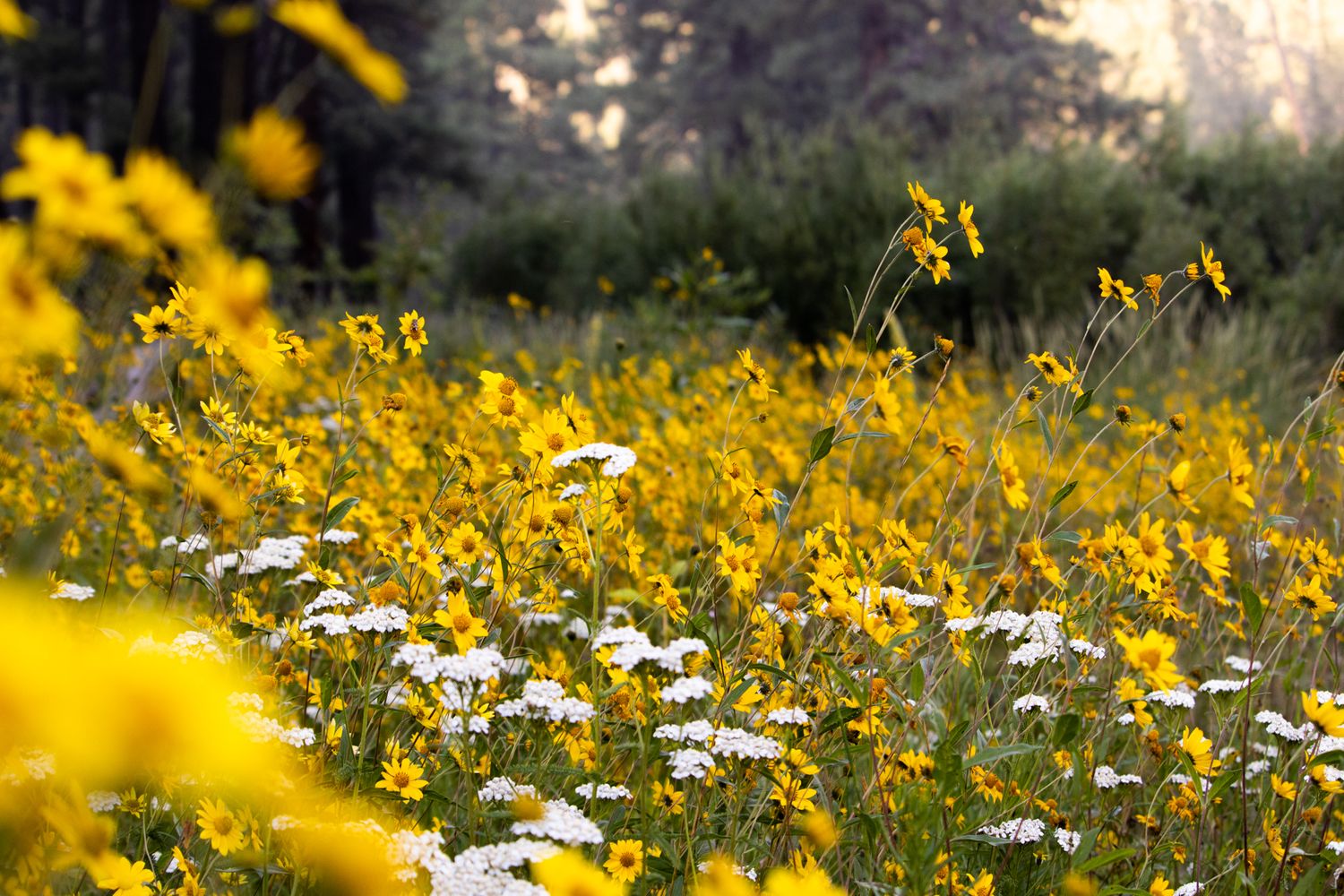 Landscapes - Obsidian Lens Media