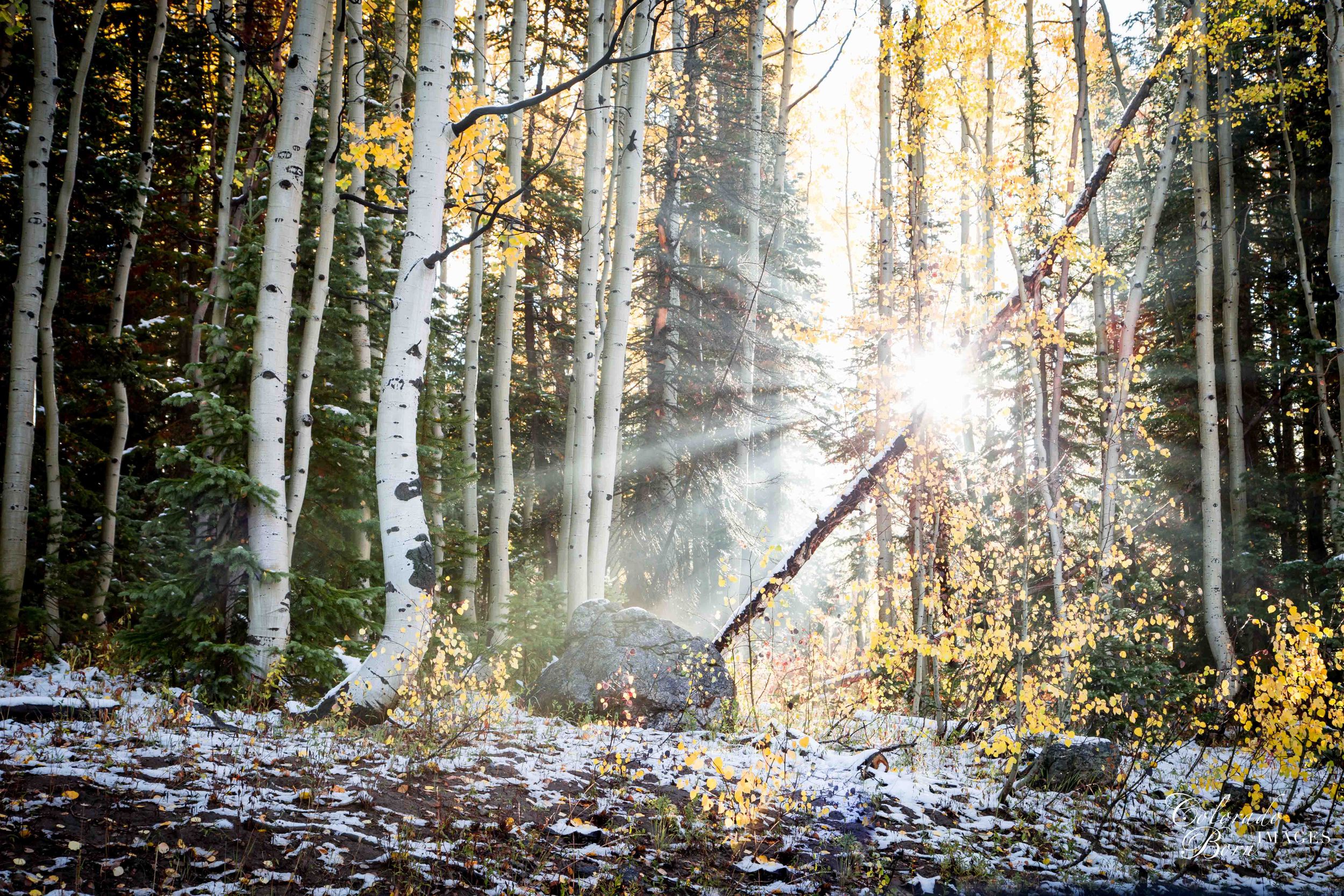 Colorado Born Images