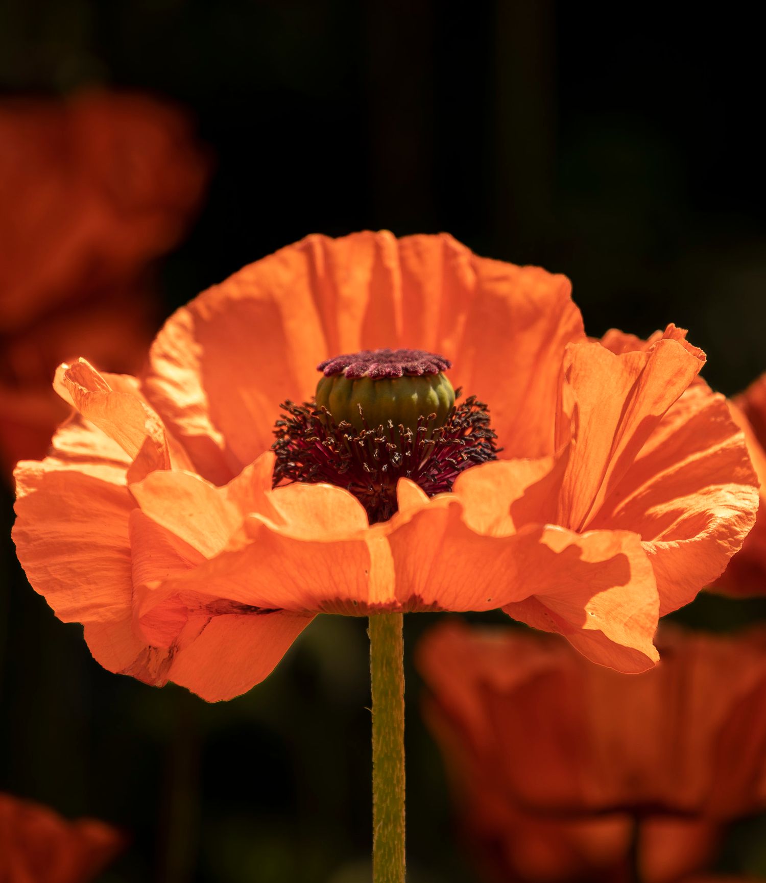 Personal - Purple Poppy Photography