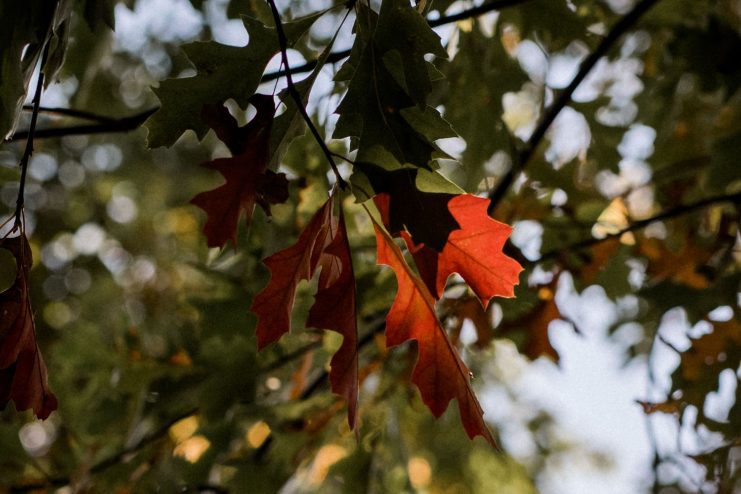 Portfolio - Tricky Tree Works