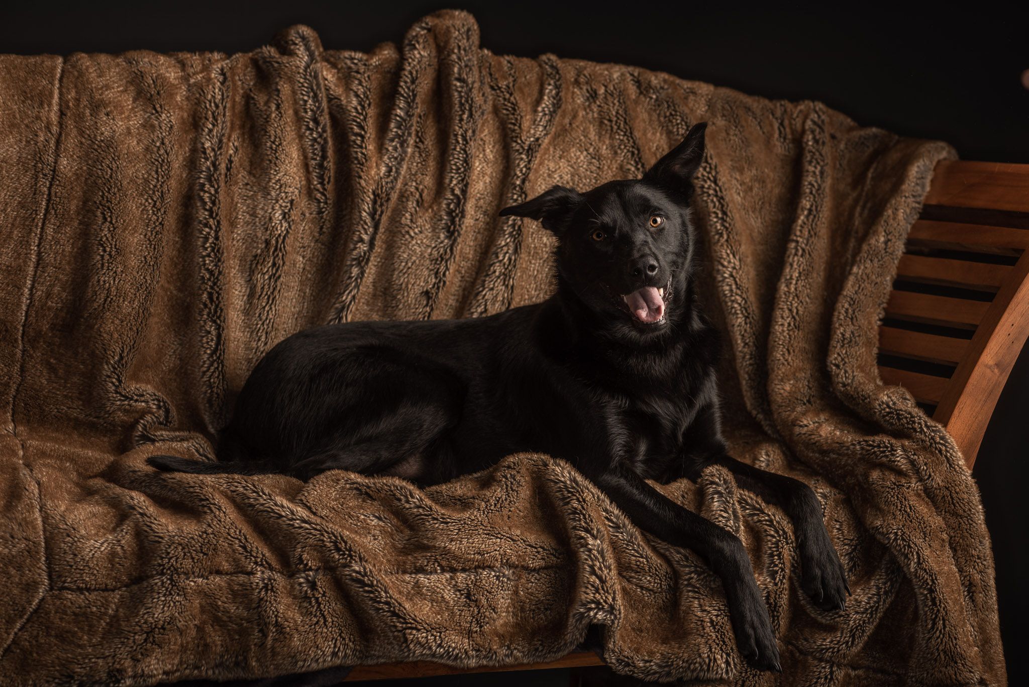Chilled Pets - The House of Dogs, Pet Photography not just for dogs.