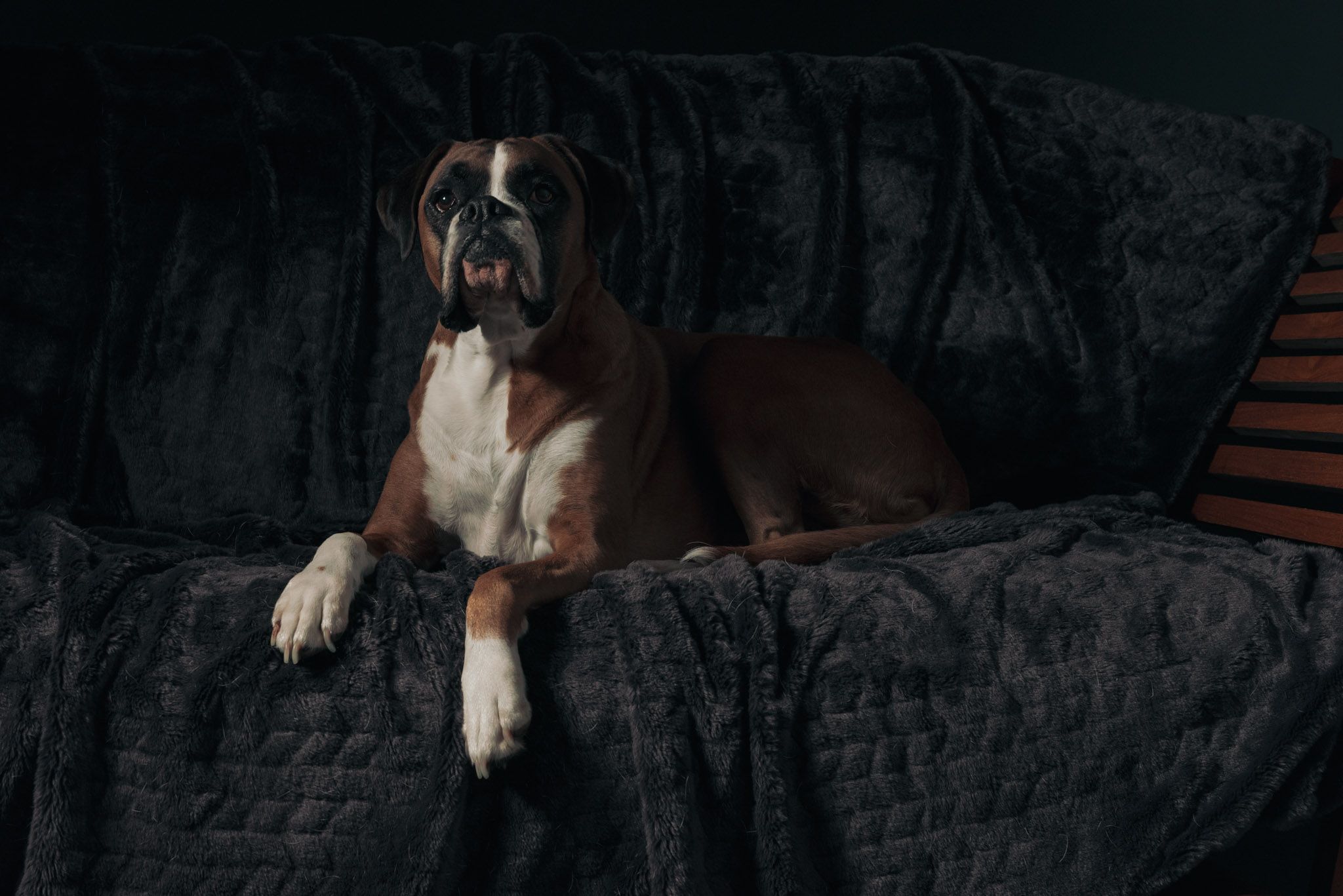 Chilled Pets - The House of Dogs, Pet Photography not just for dogs.