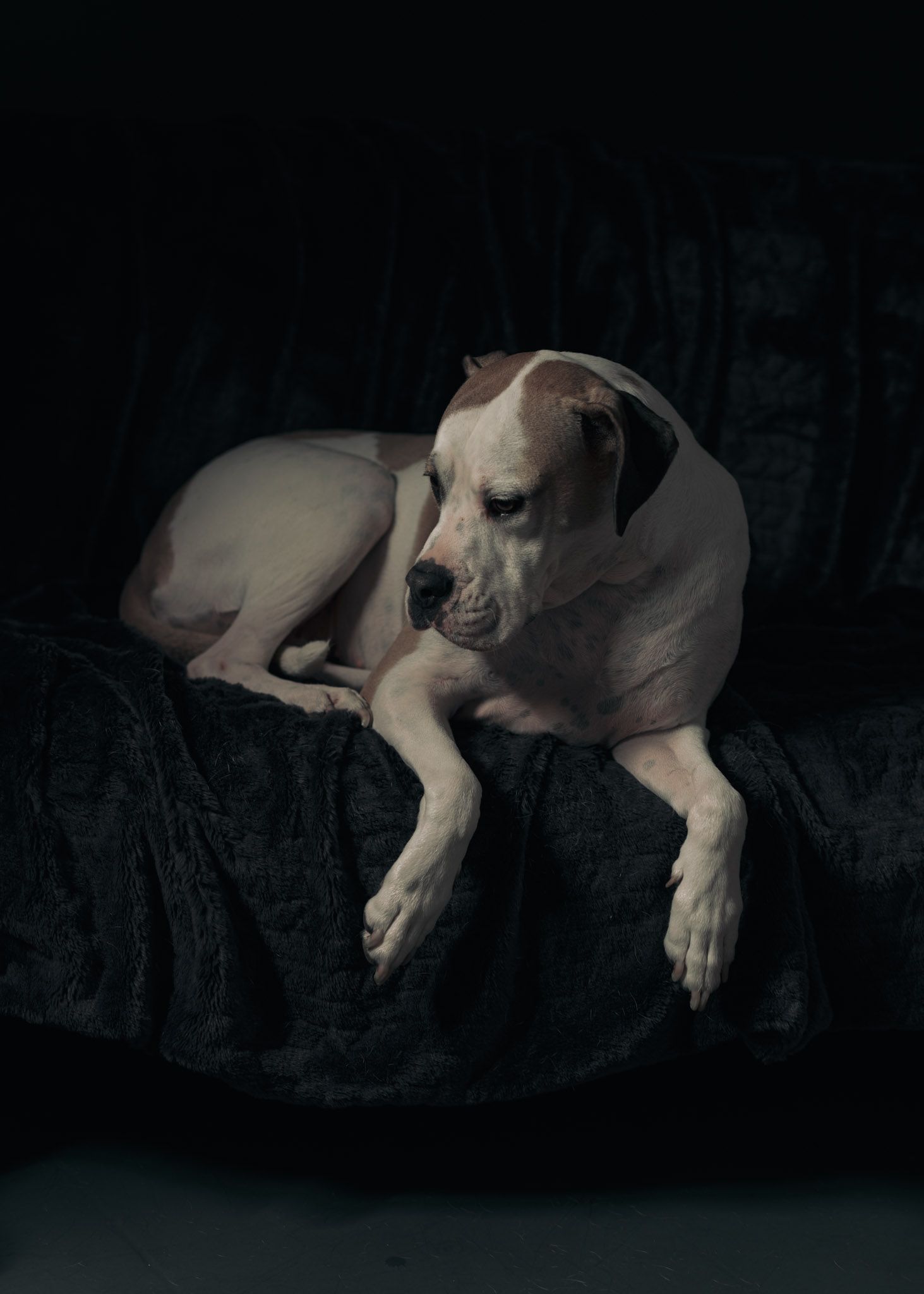 Chilled Pets - The House of Dogs, Pet Photography not just for dogs.