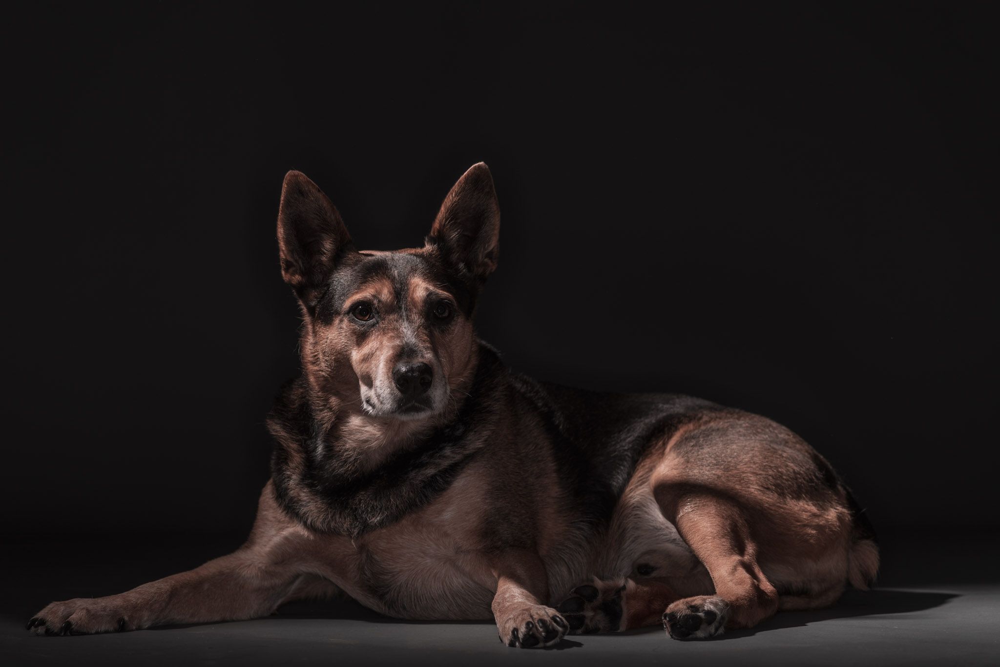 Chilled Pets - The House of Dogs, Pet Photography not just for dogs.