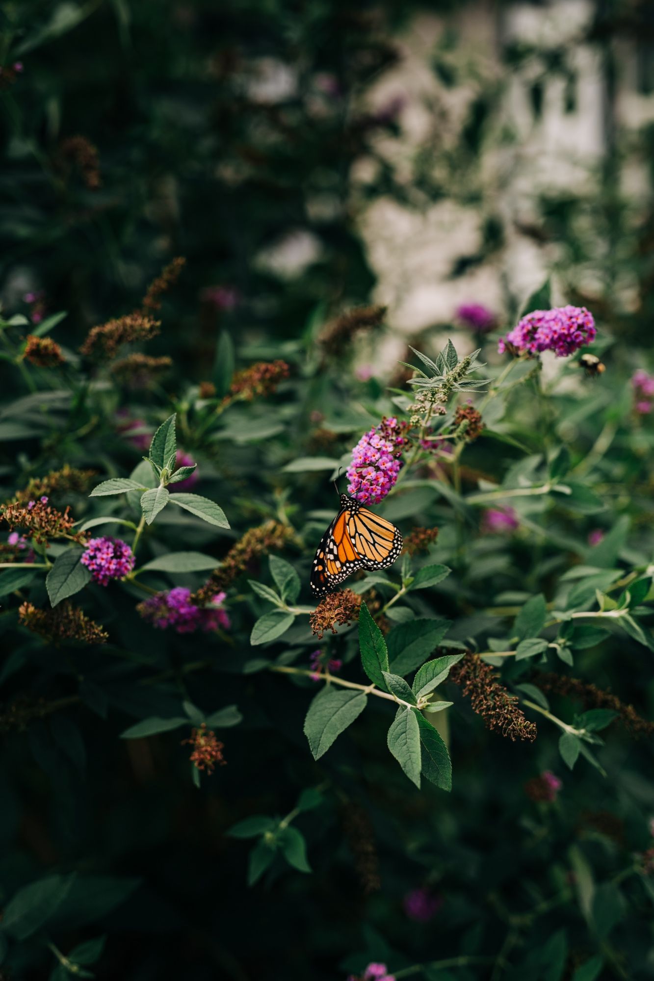Investment - Taurie Studd Photography