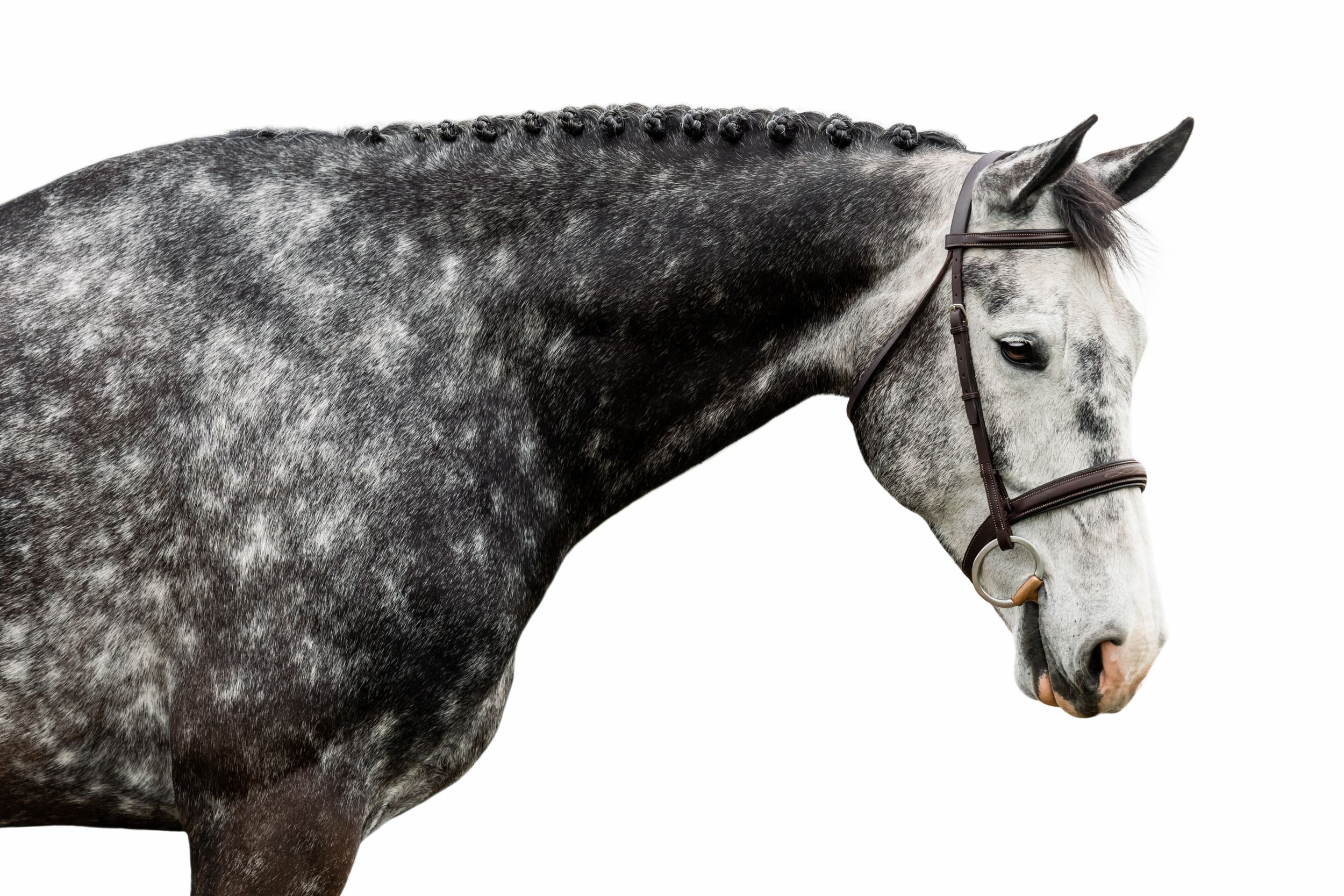 In Hindsight "Kobe" | Lexington, KY Equine Black Background ...