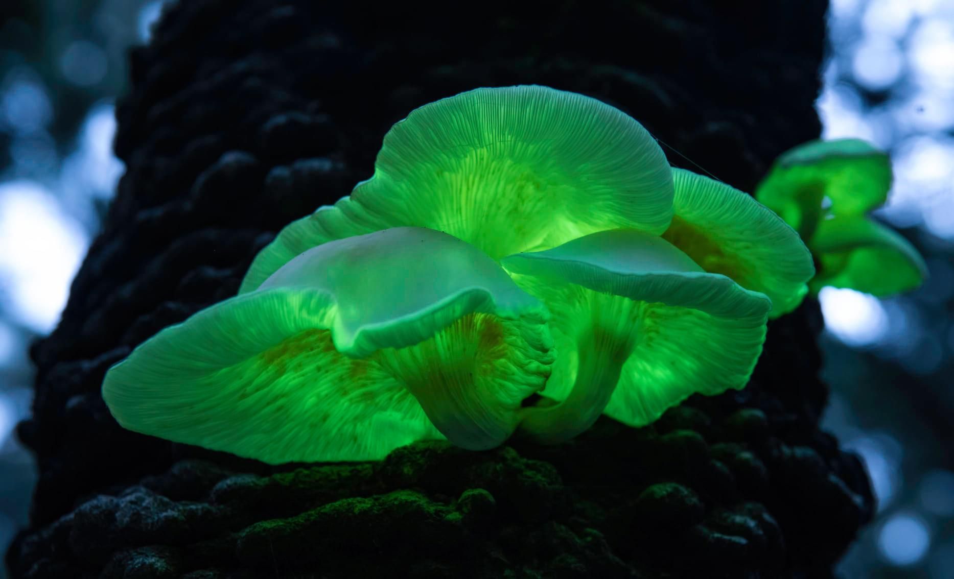 Photograph the Ghost fungus - Ian Williams - Ian Williams