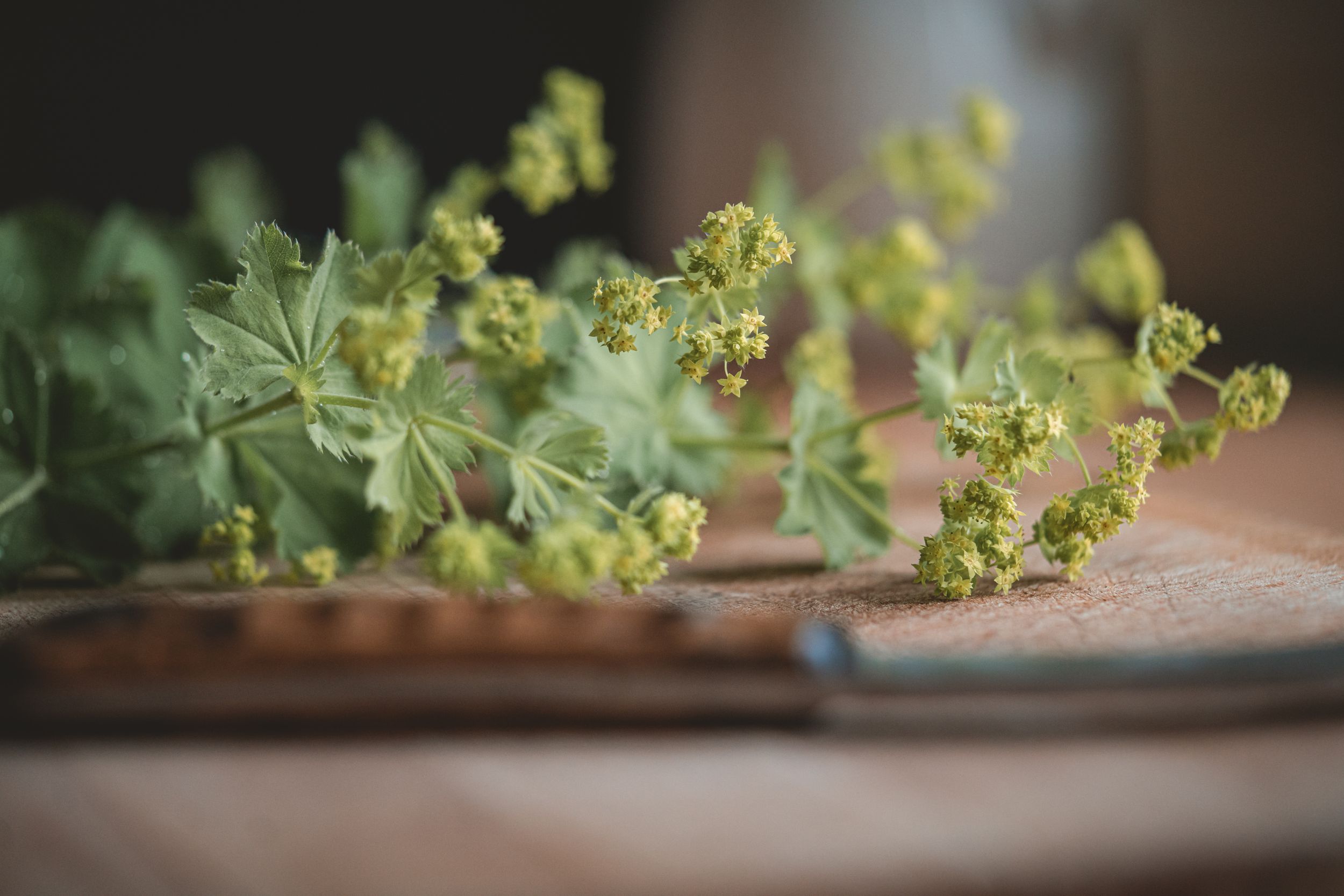 Lady's Mantle - The Grizzly Forager: The Definitive Guide to Foraging ...