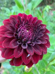 Dahlias - Ruby Moon