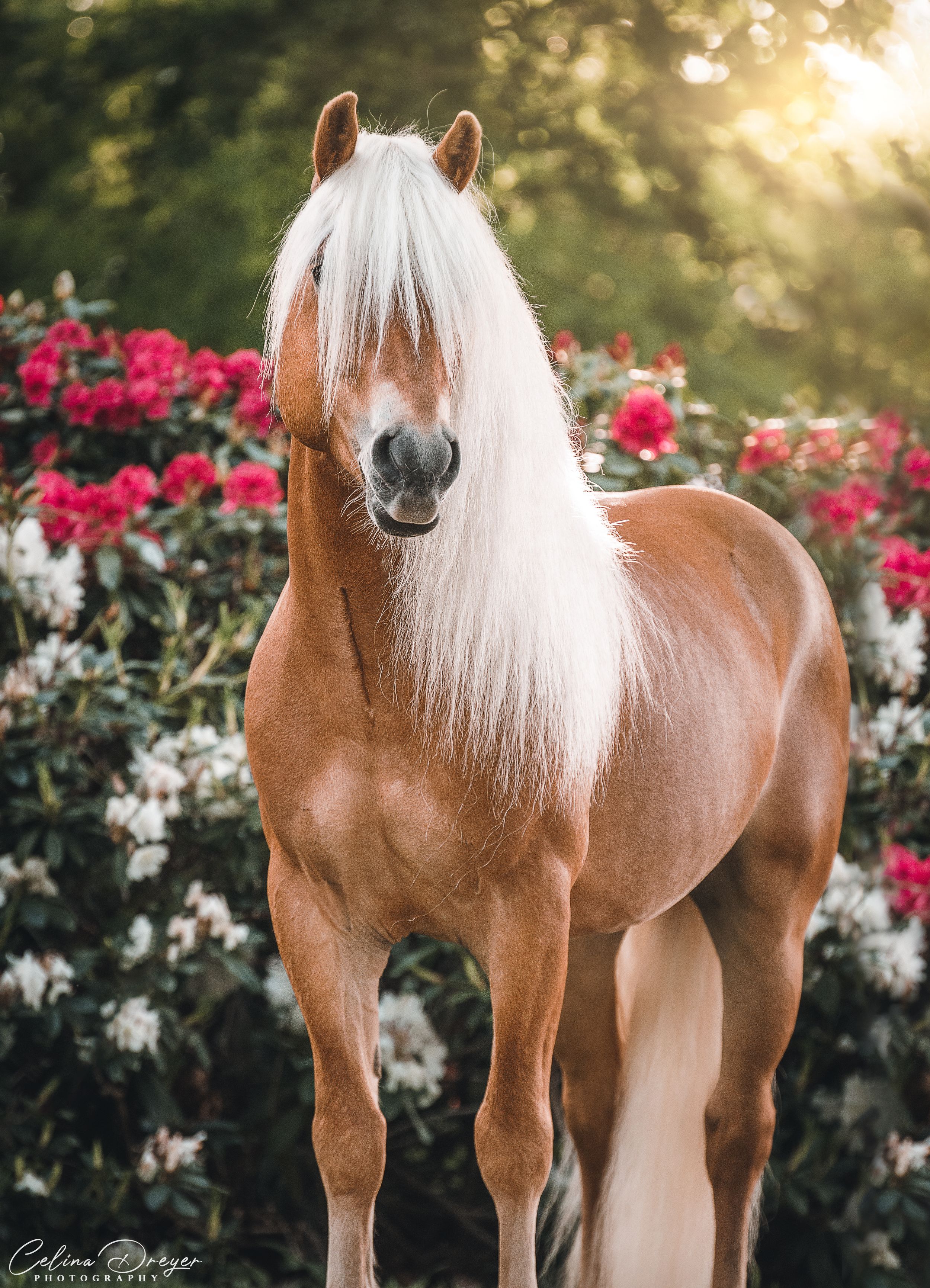 Heste - Celina Dreyer Photography