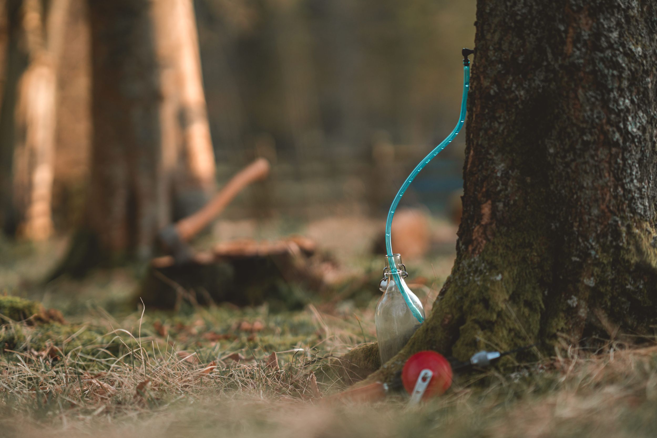 Tapping Trees for Sap - The Grizzly Forager: The Definitive Guide to ...