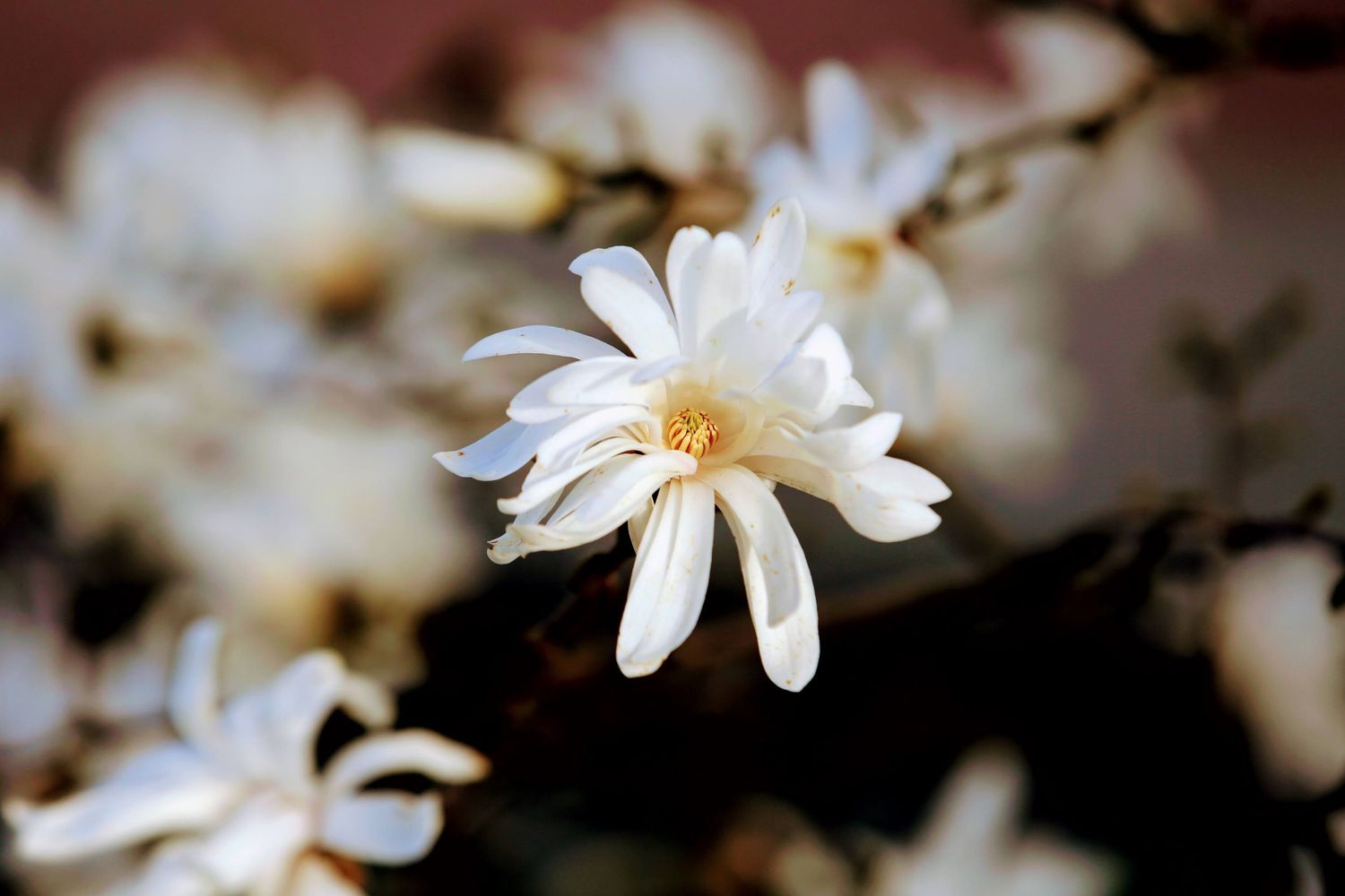 Spring Means Flowers - Suuny Dalman