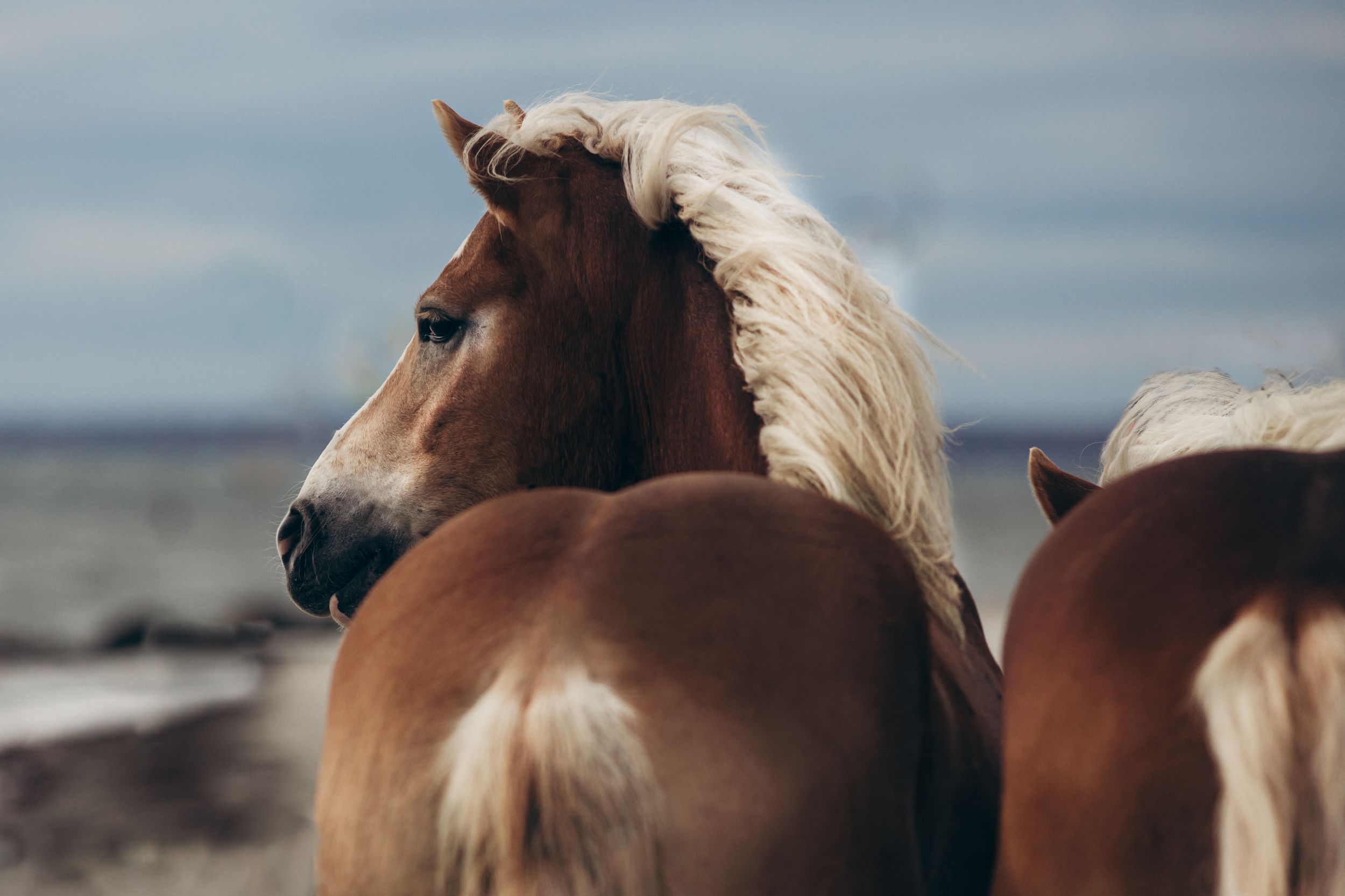Pferde am Strand - Familien- & Pferdefotografie in Hamburg
