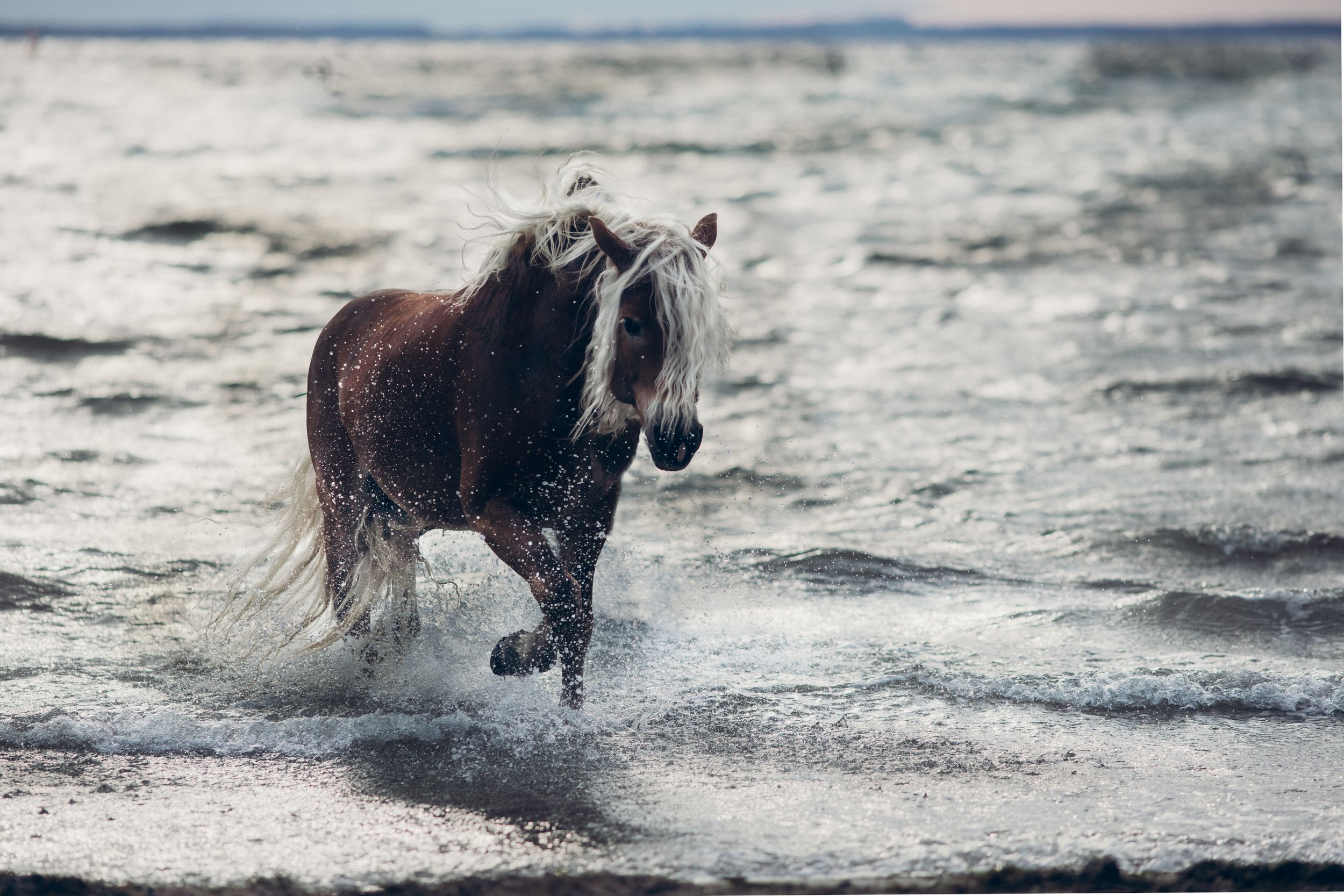 Pferde am Strand - Familien- & Pferdefotografie in Hamburg