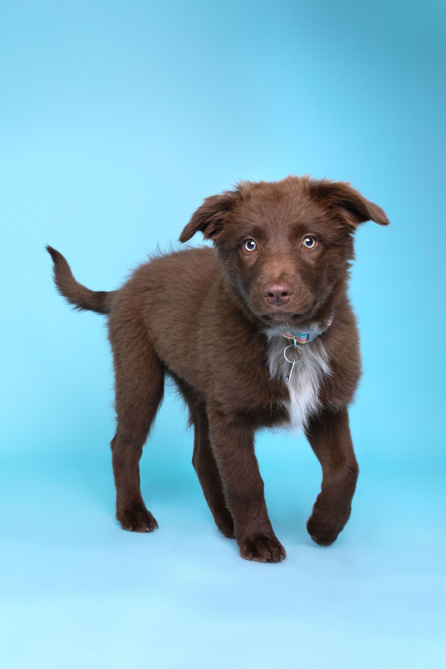 Your Guide to Welcoming a New Puppy: Tips for New Puppy Parents - Perth ...