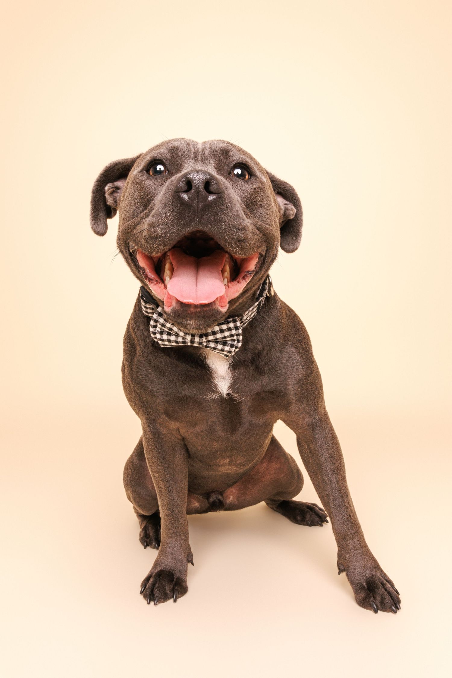 Your Guide to Welcoming a New Puppy: Tips for New Puppy Parents - Perth ...