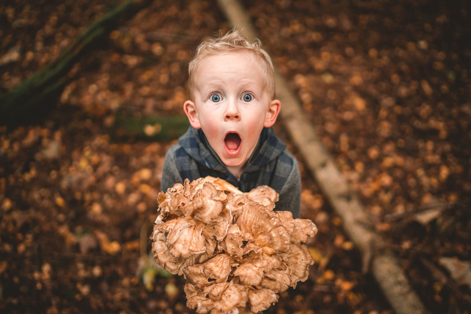 Foraging: All You Need To Know - The Grizzly Forager: The Definitive ...