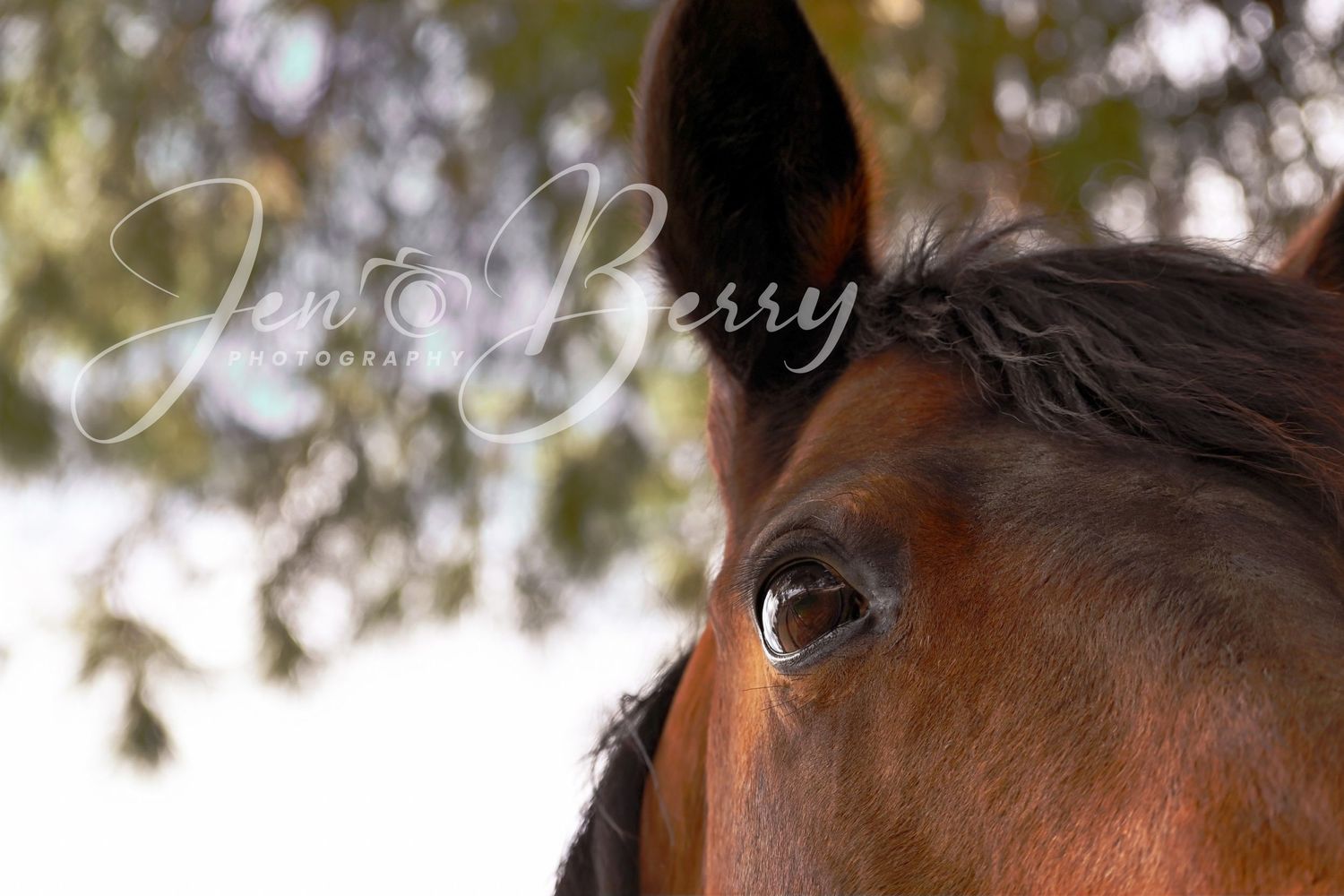 Jen Berry Photography