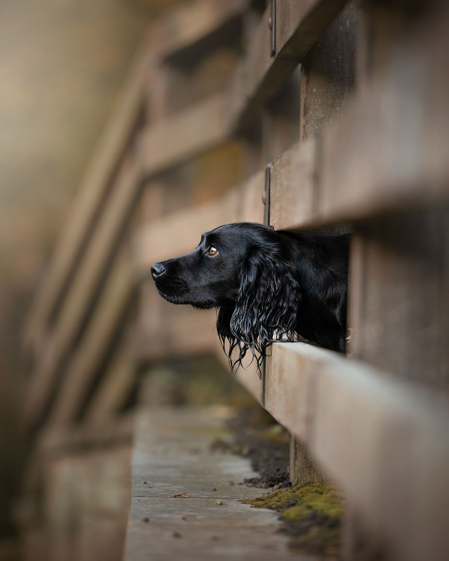 How to take better pet photos - Holly Dwyer Photography - Best reactive ...