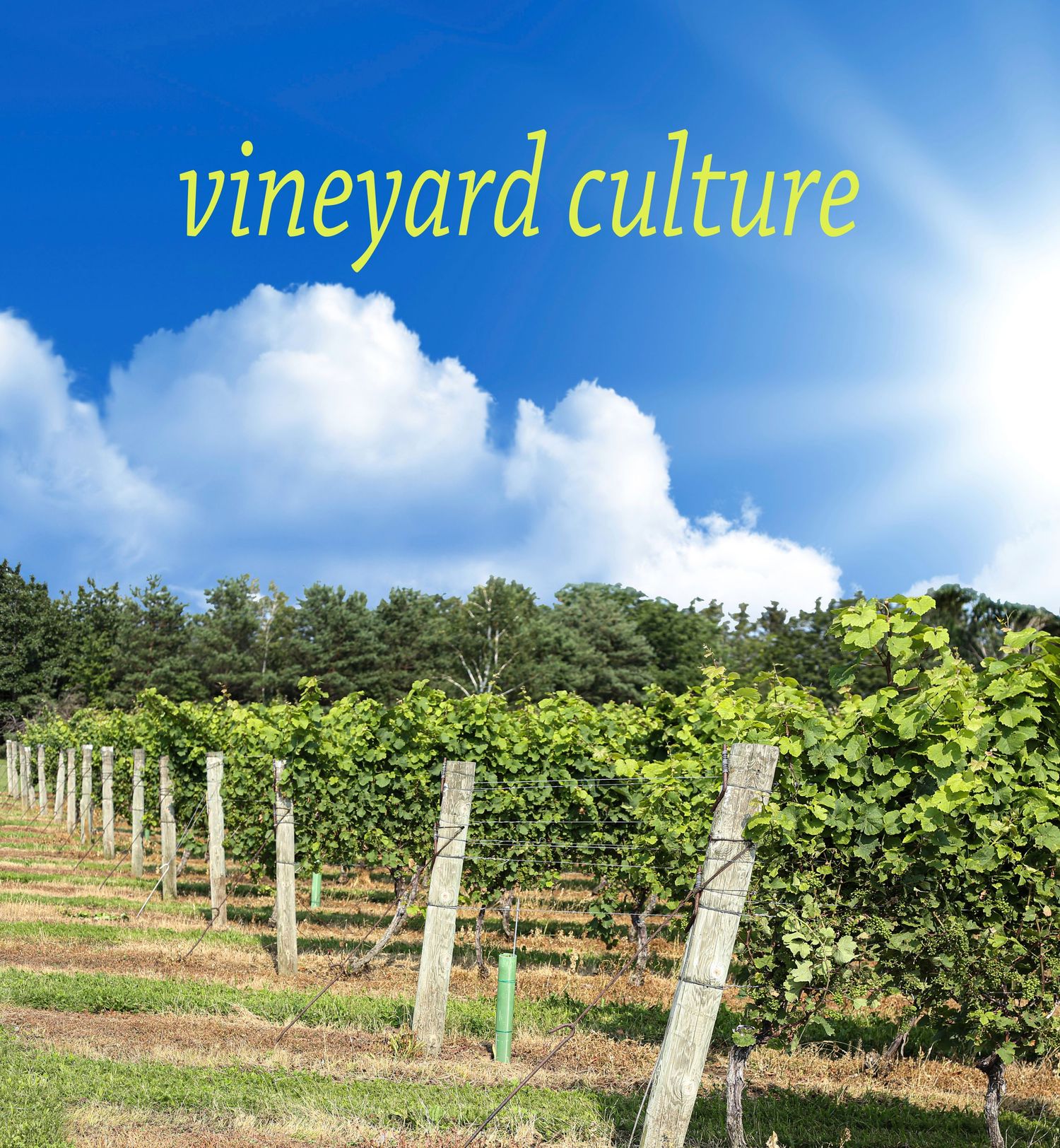 Vineyard Culture - glamourit