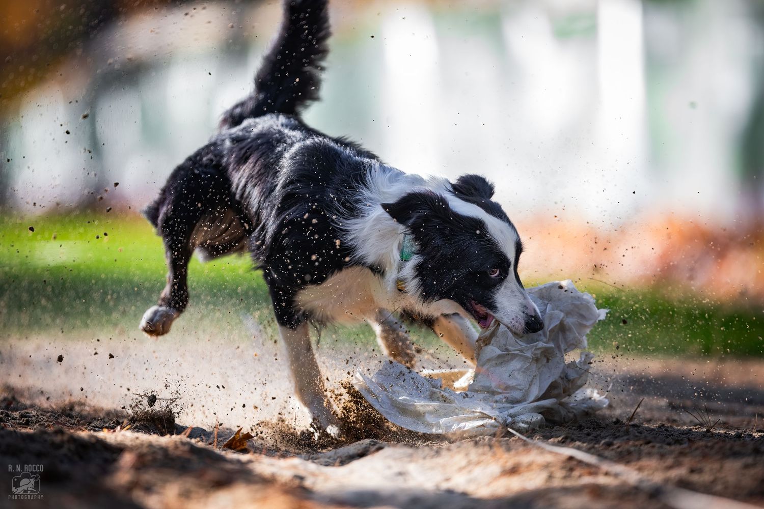 R.N. Rocco Photography