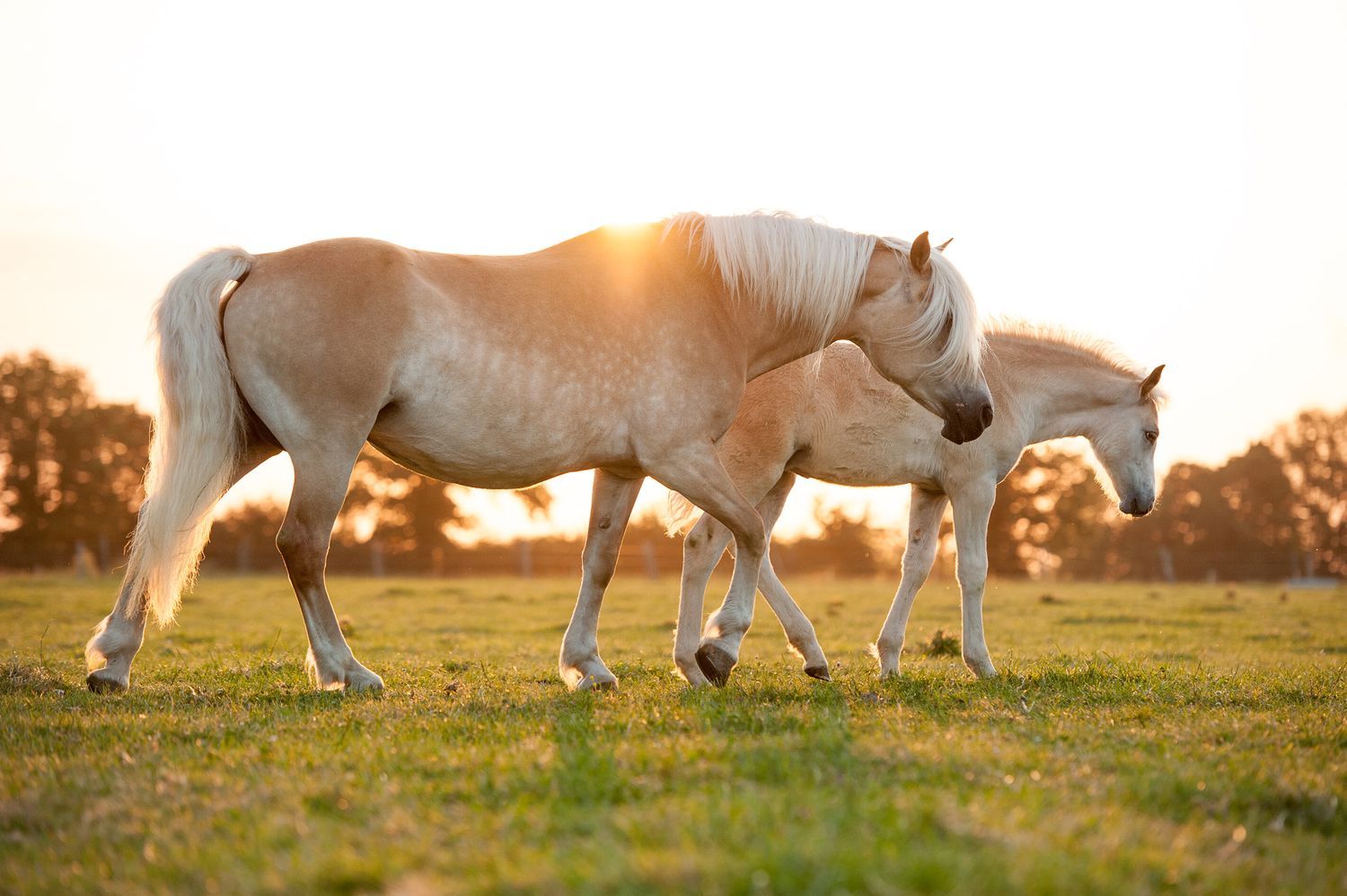 Séances Photos - Horses' Art - Elsa MEIER
