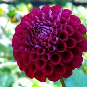 Dahlias - Ruby Moon