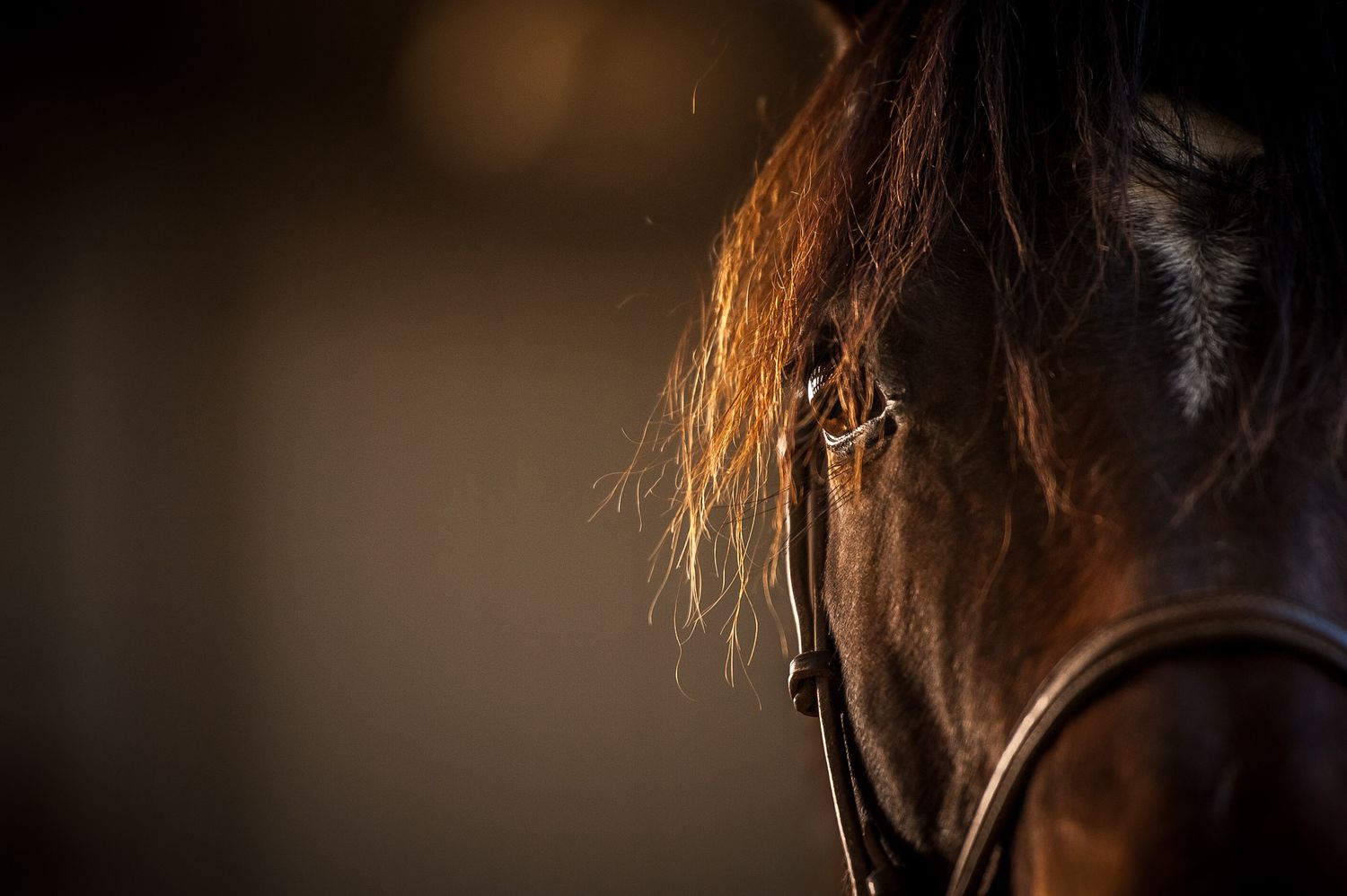 FAQ - Horses' Art - Elsa MEIER