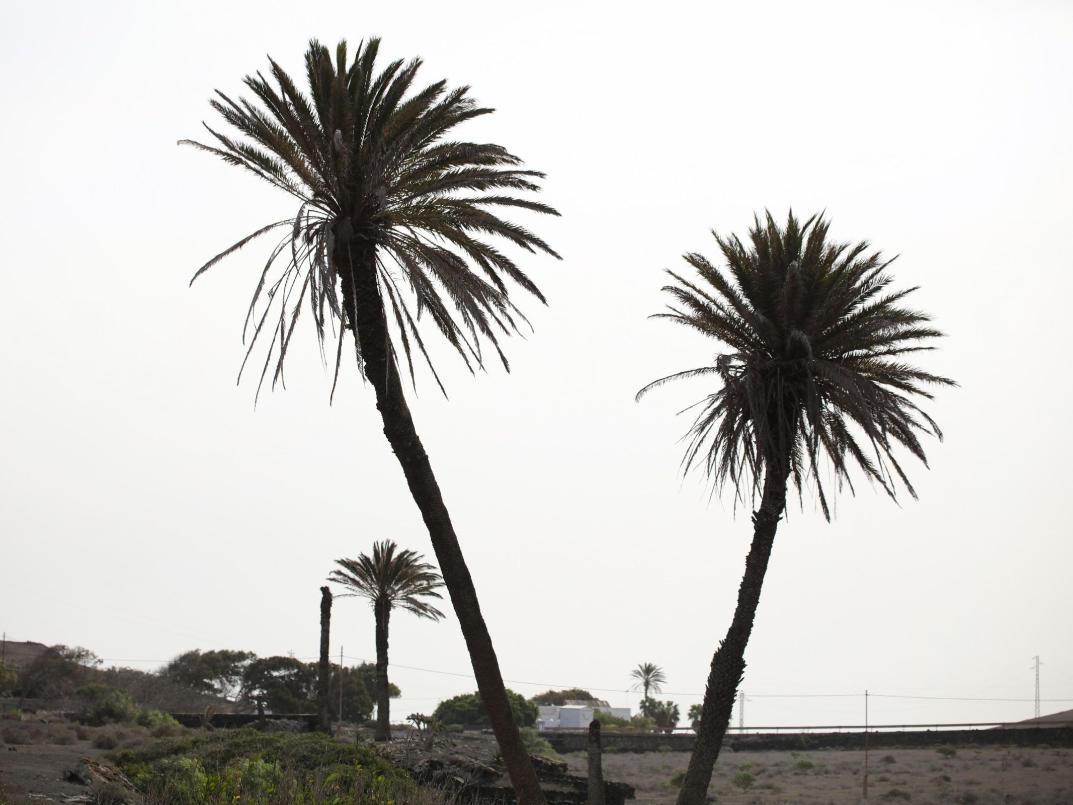 Lanzarote vibes - Otograf