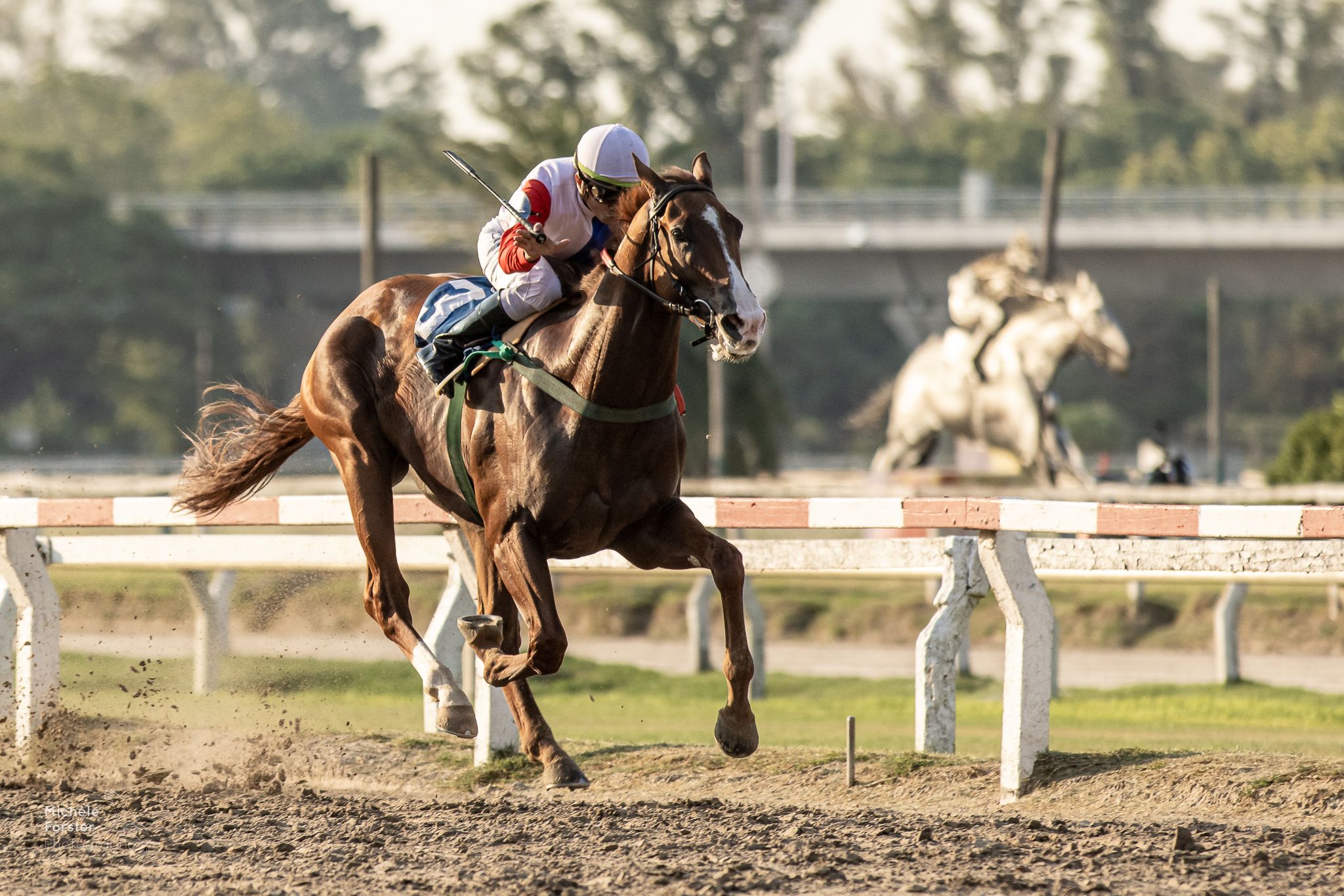 Animalrace.art - Horseracing Sighthound Pictures Switzerland