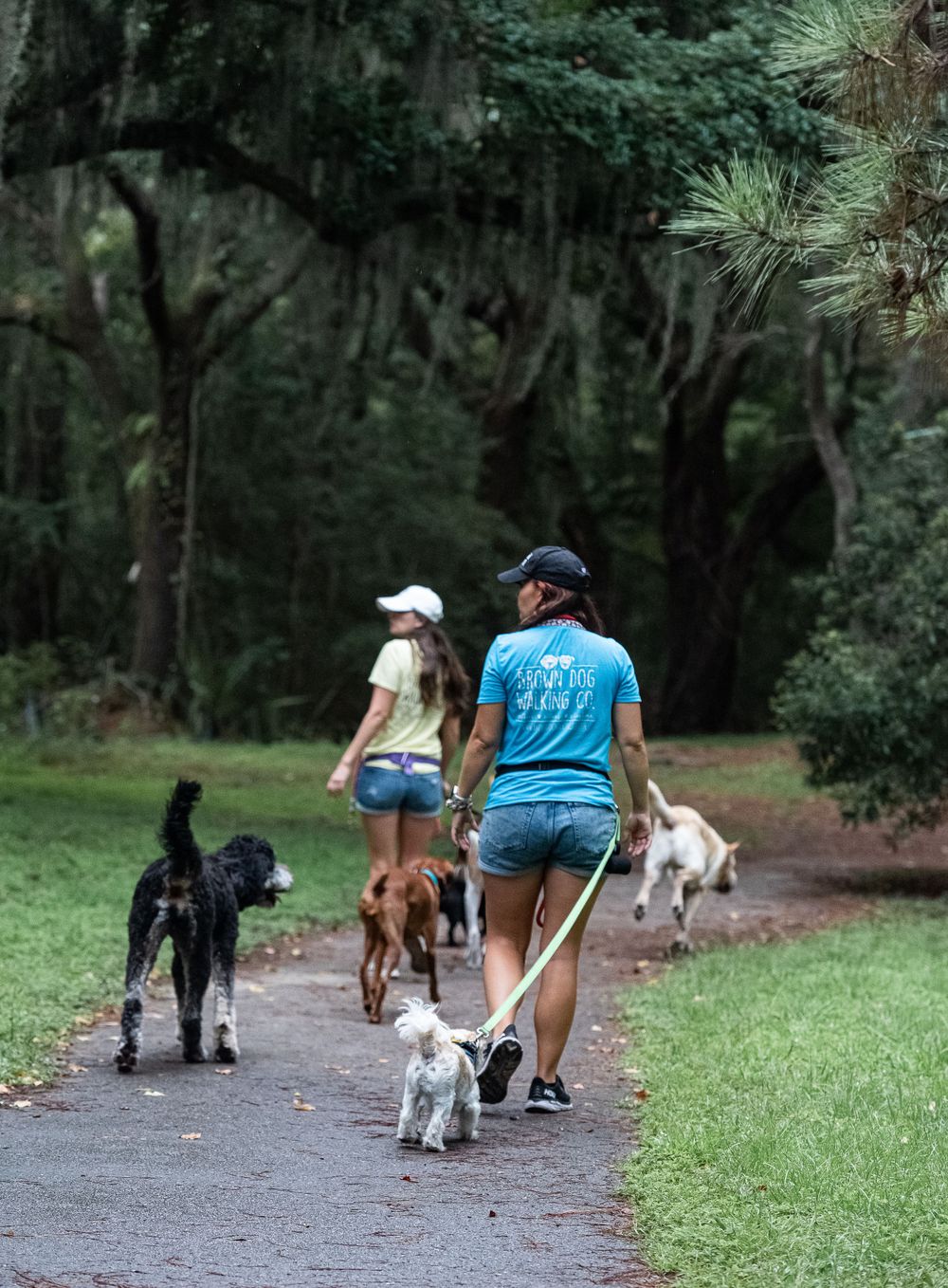 South Carolina Dog Photography Session Options & Pricing - South ...