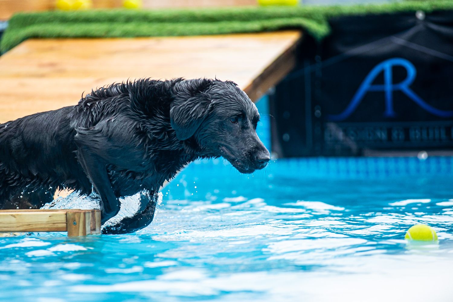 Splash Splash - Raw Paws Photography