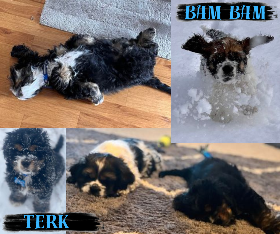 Copy Copy - Pankonin Farm Kennel