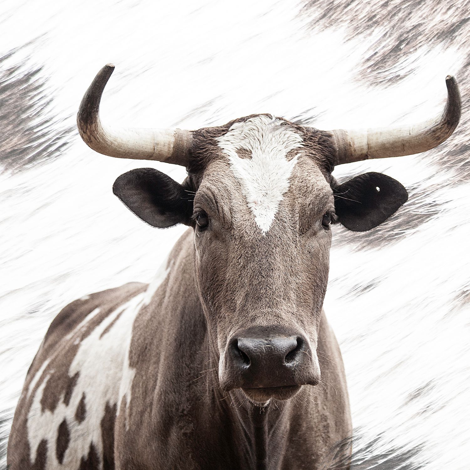 Nguni Portraits - Francoise V Fine Art