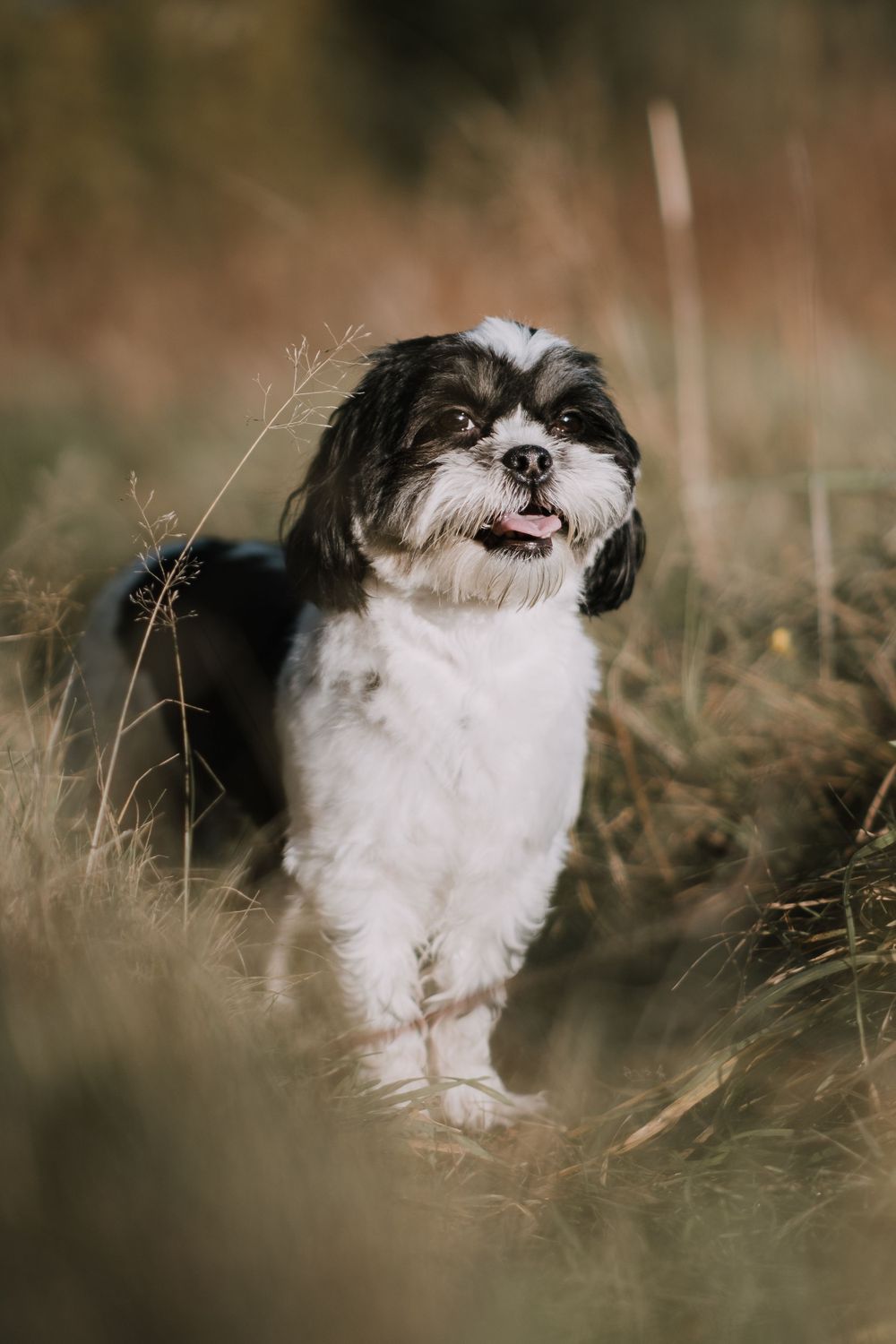 Ella - Dog Portrait - Roksana Ulas Photography