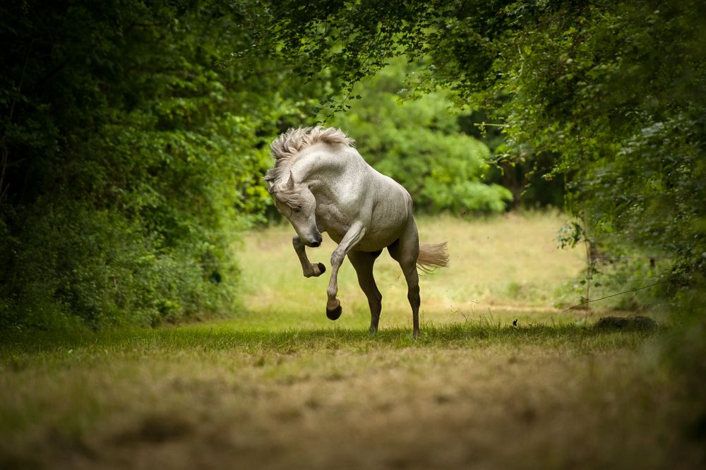 Photographies Equine - Races - Horses' Art - Elsa MEIER