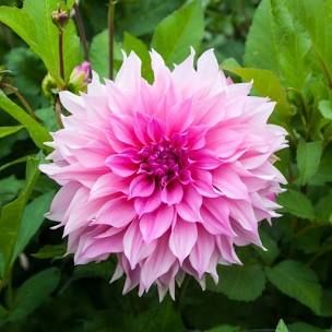 Dahlias - Ruby Moon