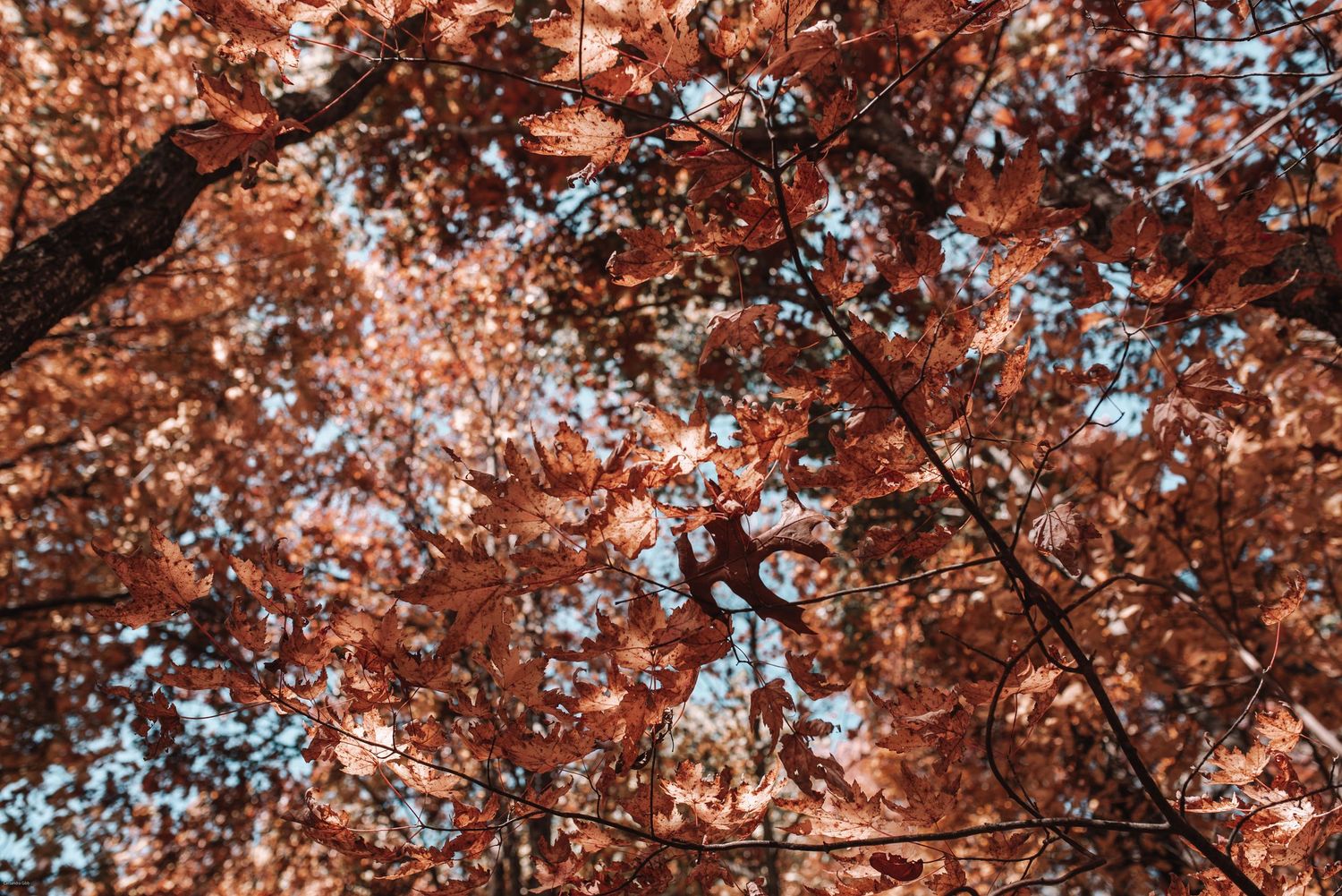 Travel Schedule - Rooted Photography | NC Wedding Photographer